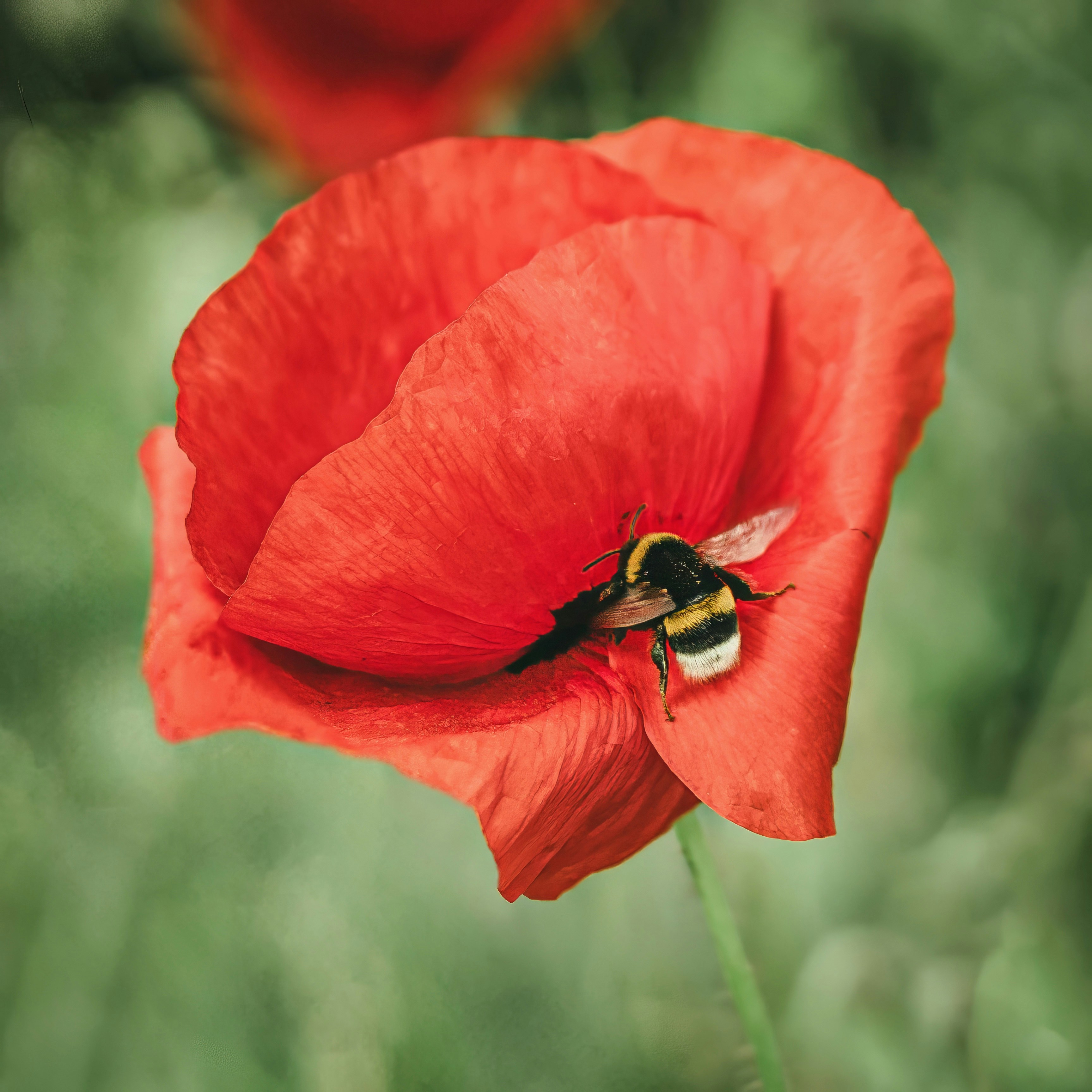 Crimson Poppy and Bee: A Close-Up of Pollination in Gentle Bokeh