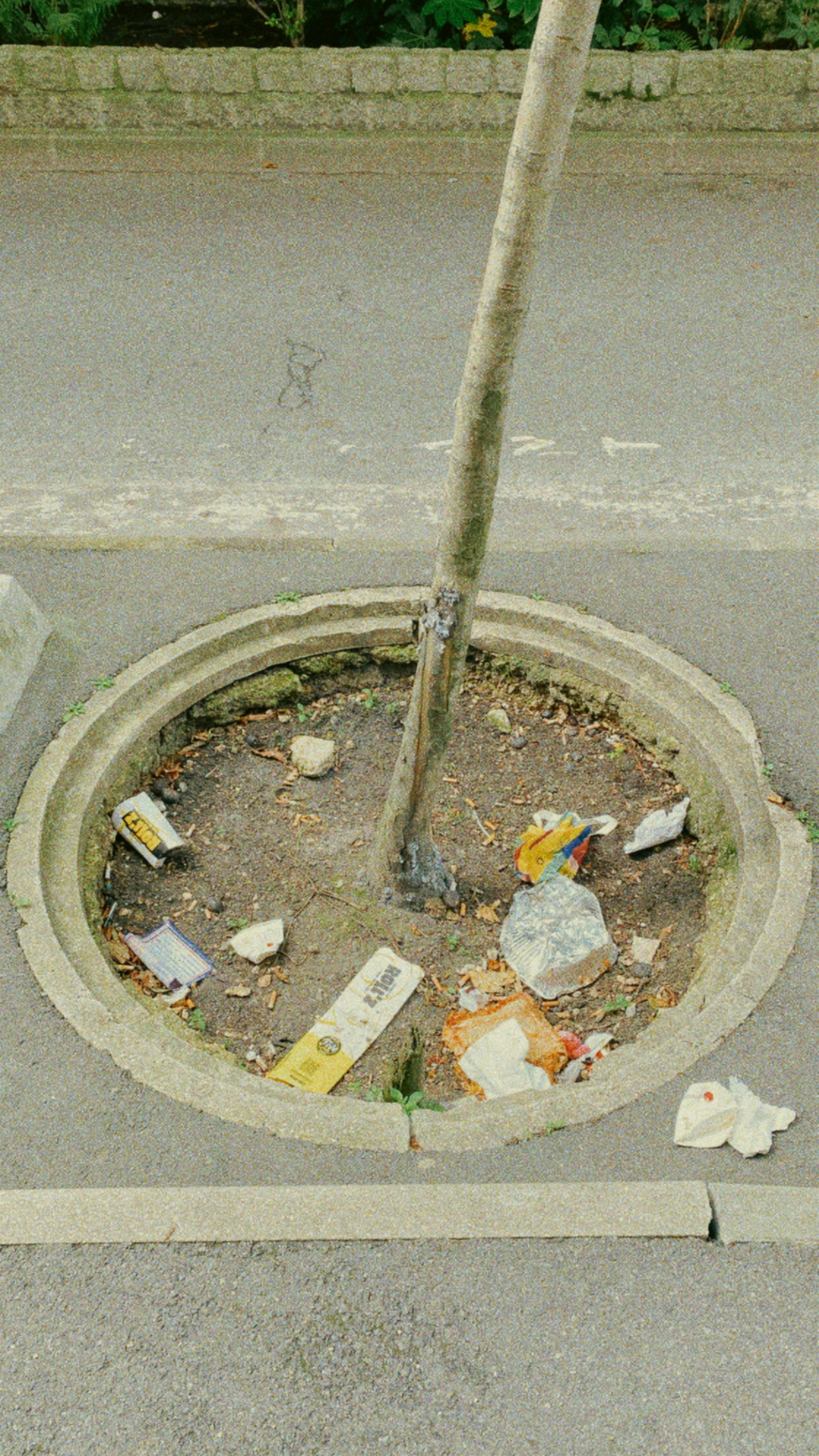 Nature's Resilience Amidst Urban Waste