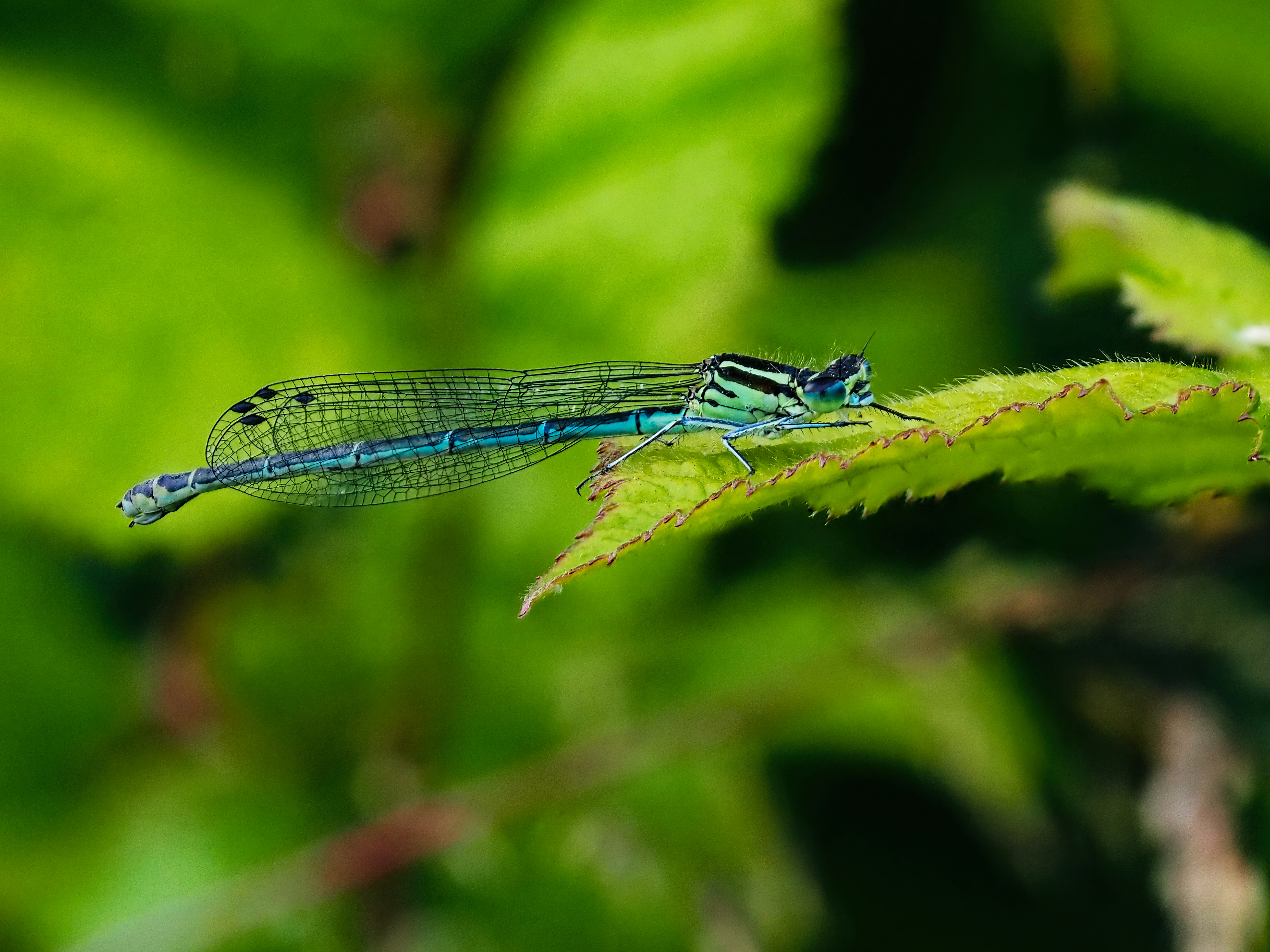 Close-up of a blue dragonfly perched on a serrated leaf with a soft green bokeh background. Emphasizes wing detail and true color.