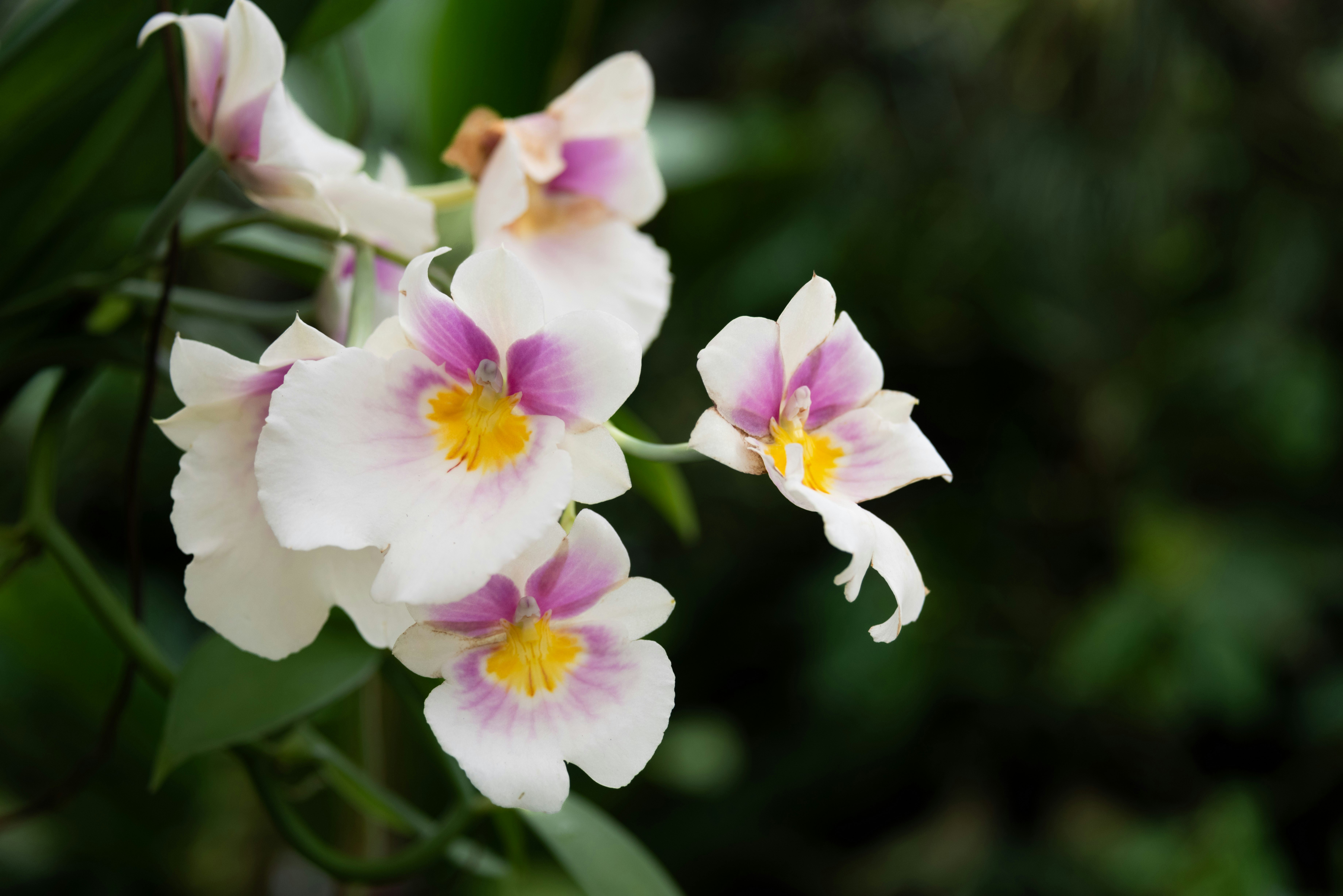 Petals in Focus: A Gentle Bloom with Soft Backdrop