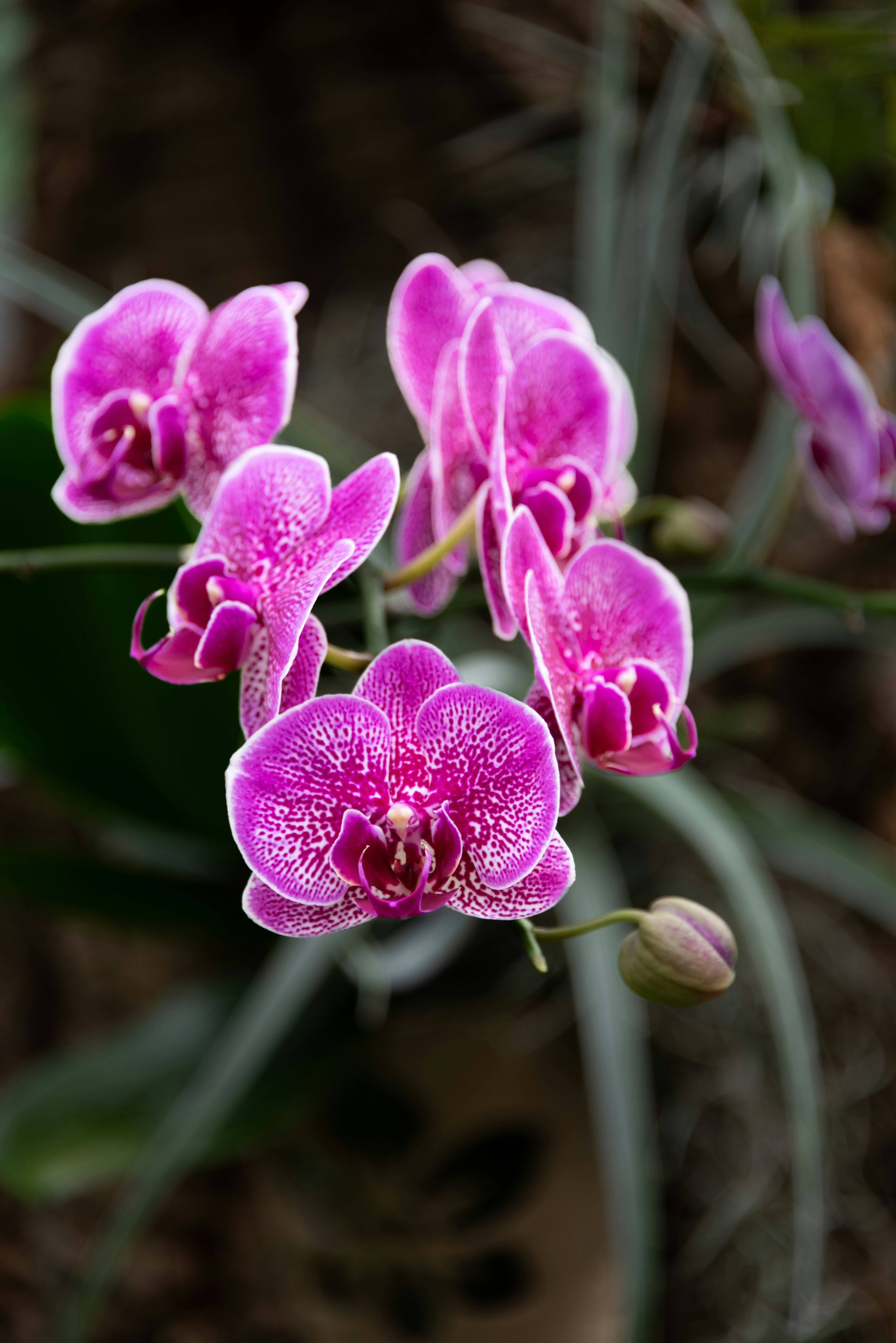 Velvet Pink Phalaenopsis: Macro Portrait of a Clustered Orchid Bloom