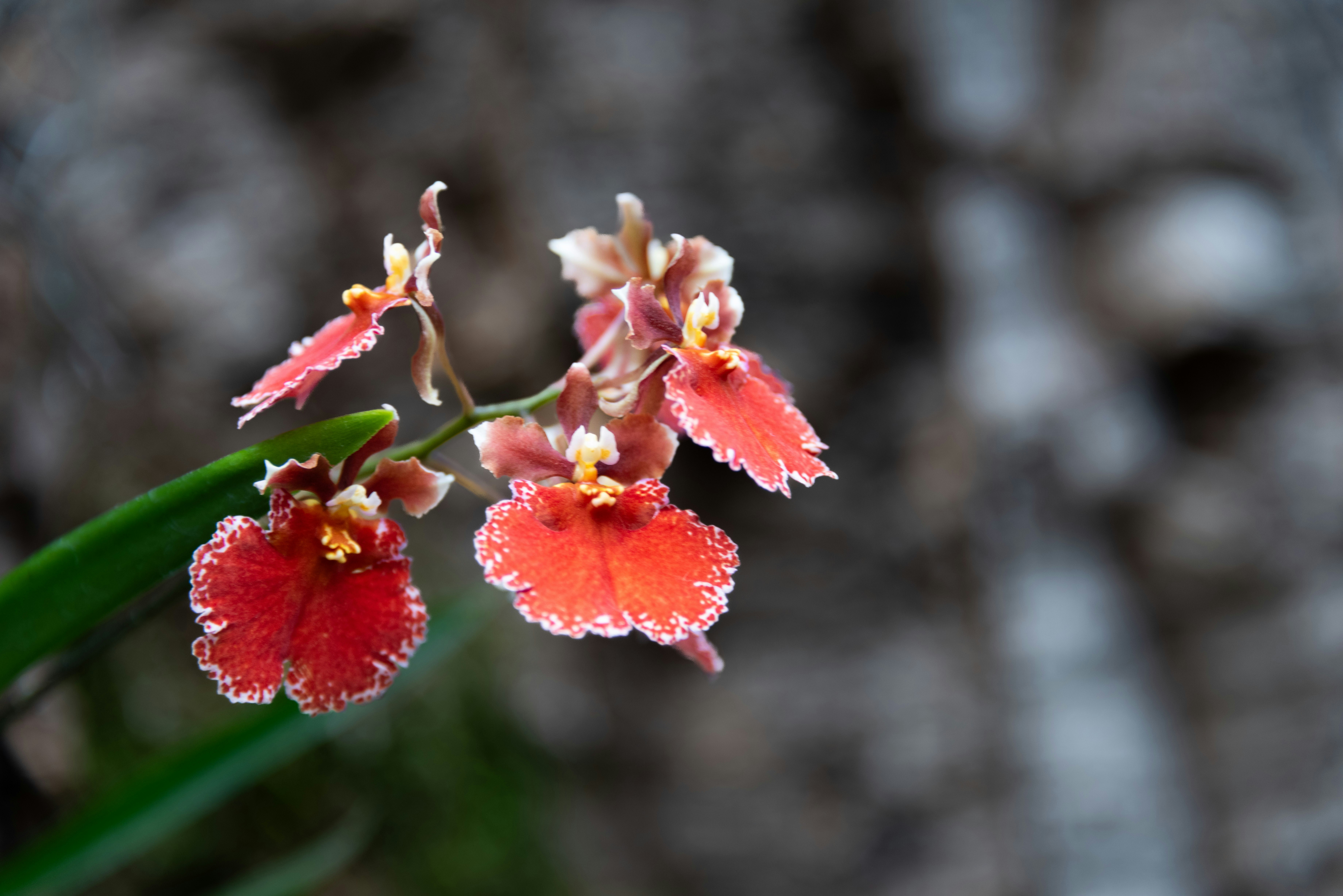 Red Orchid in Focus: Frosted Edges and Quiet Backdrop