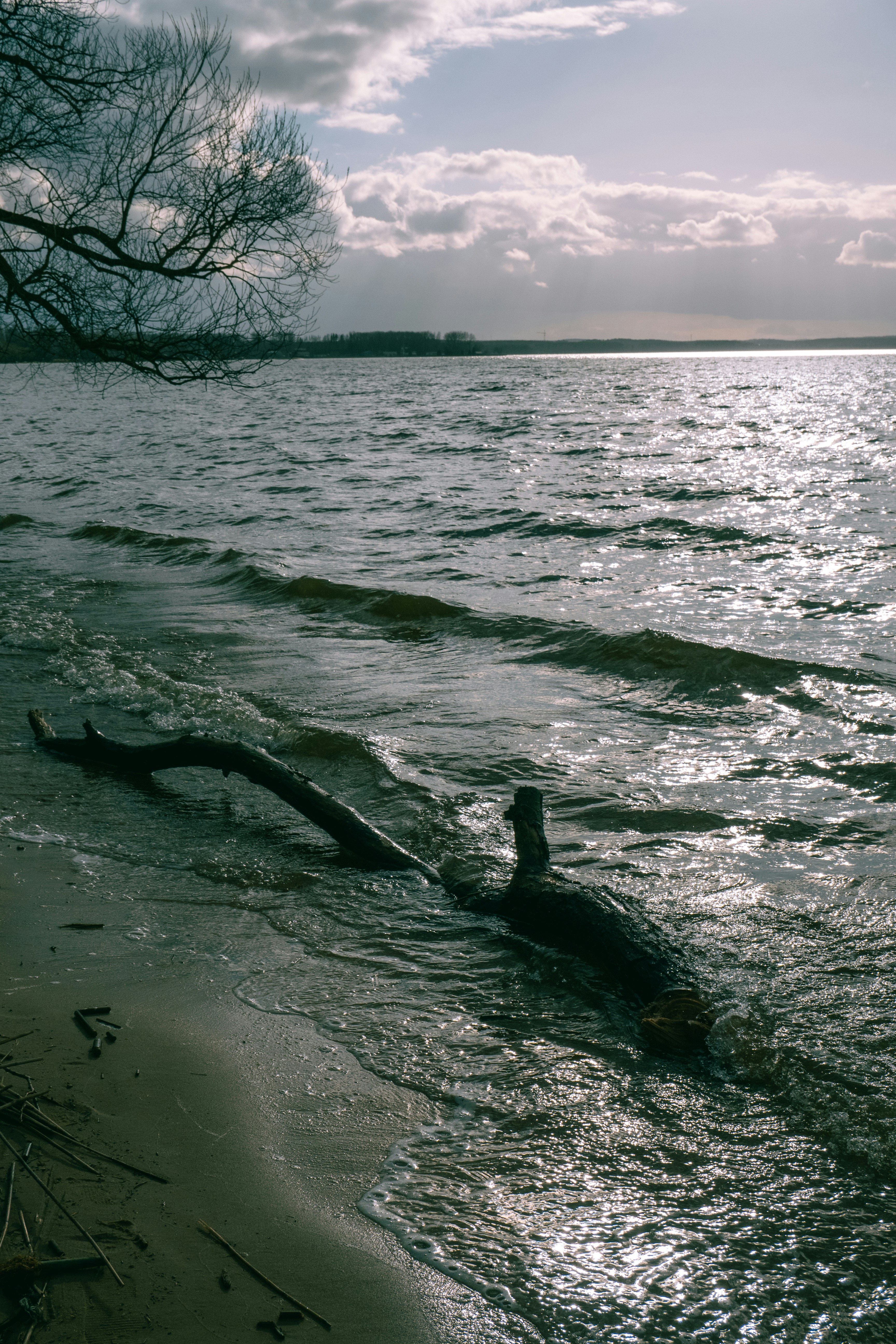 Driftwood on a Wind-Swept Lakeshore Catching Silver Light