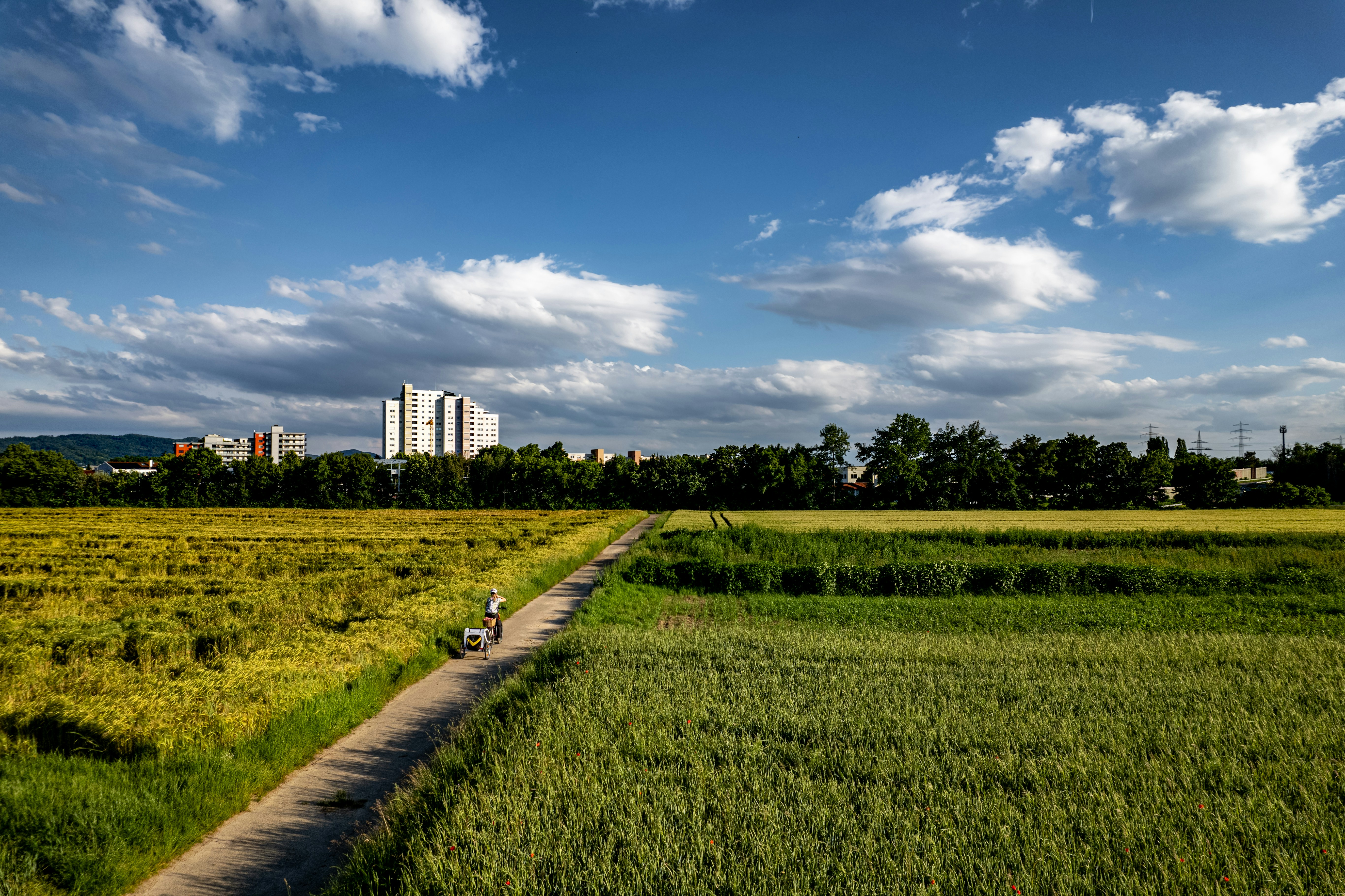Path to the Quiet Horizon: A Drone View Over Golden Fields