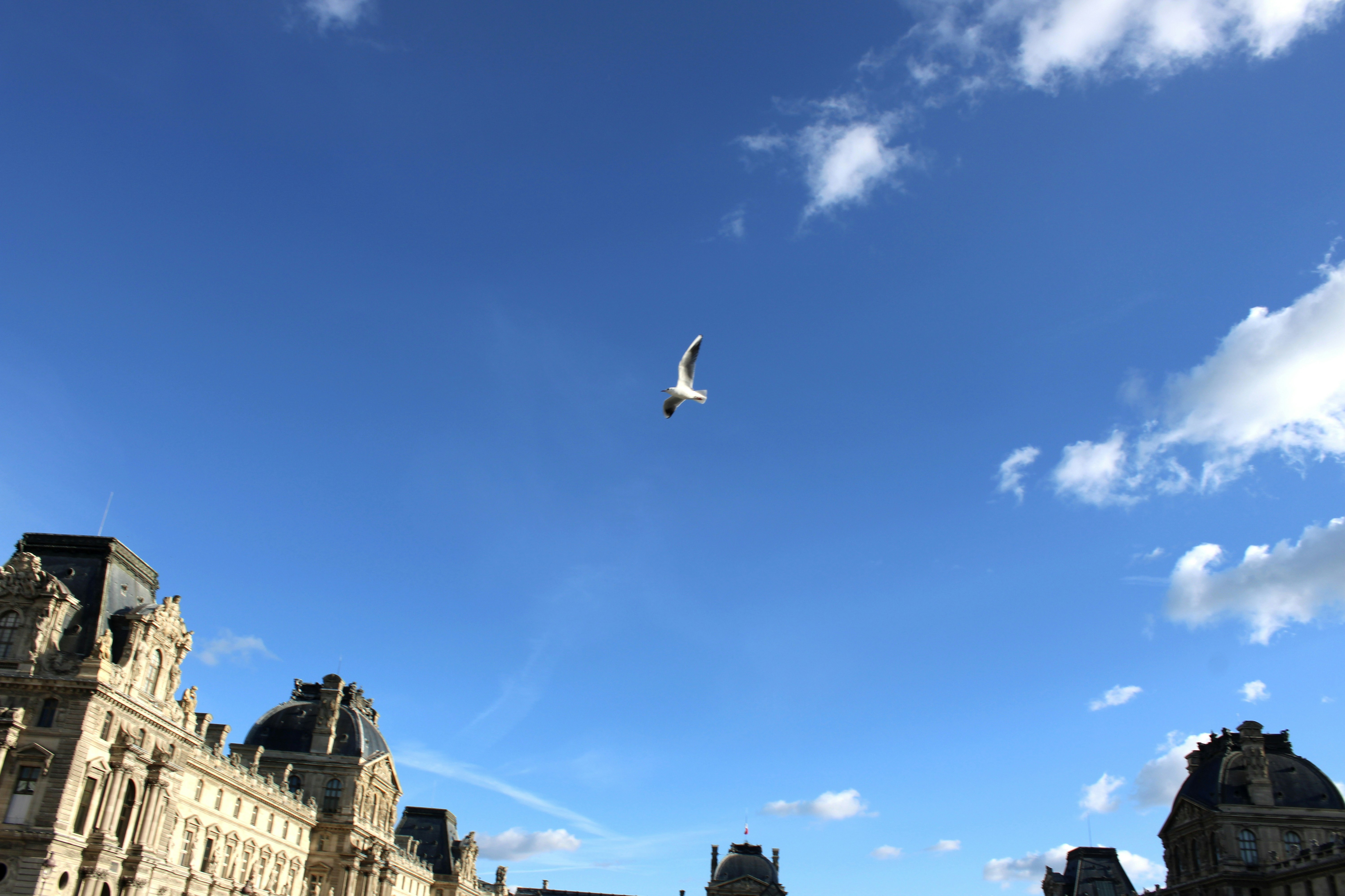 Gull Above Beaux-Arts Rooftops Under a Pristine Blue Sky
