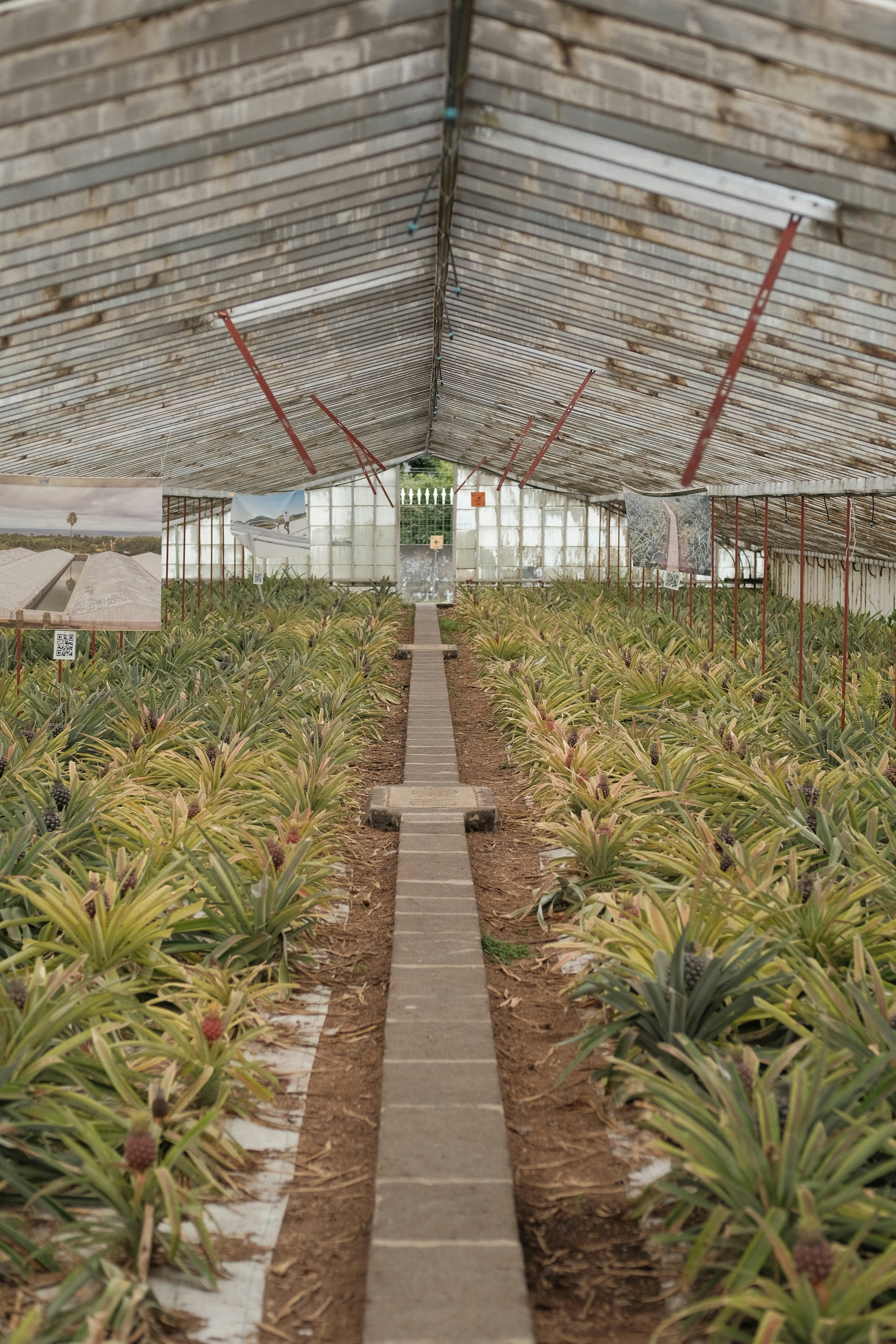 Symmetry in a Glasshouse: Central Path Through Pineapple Rows