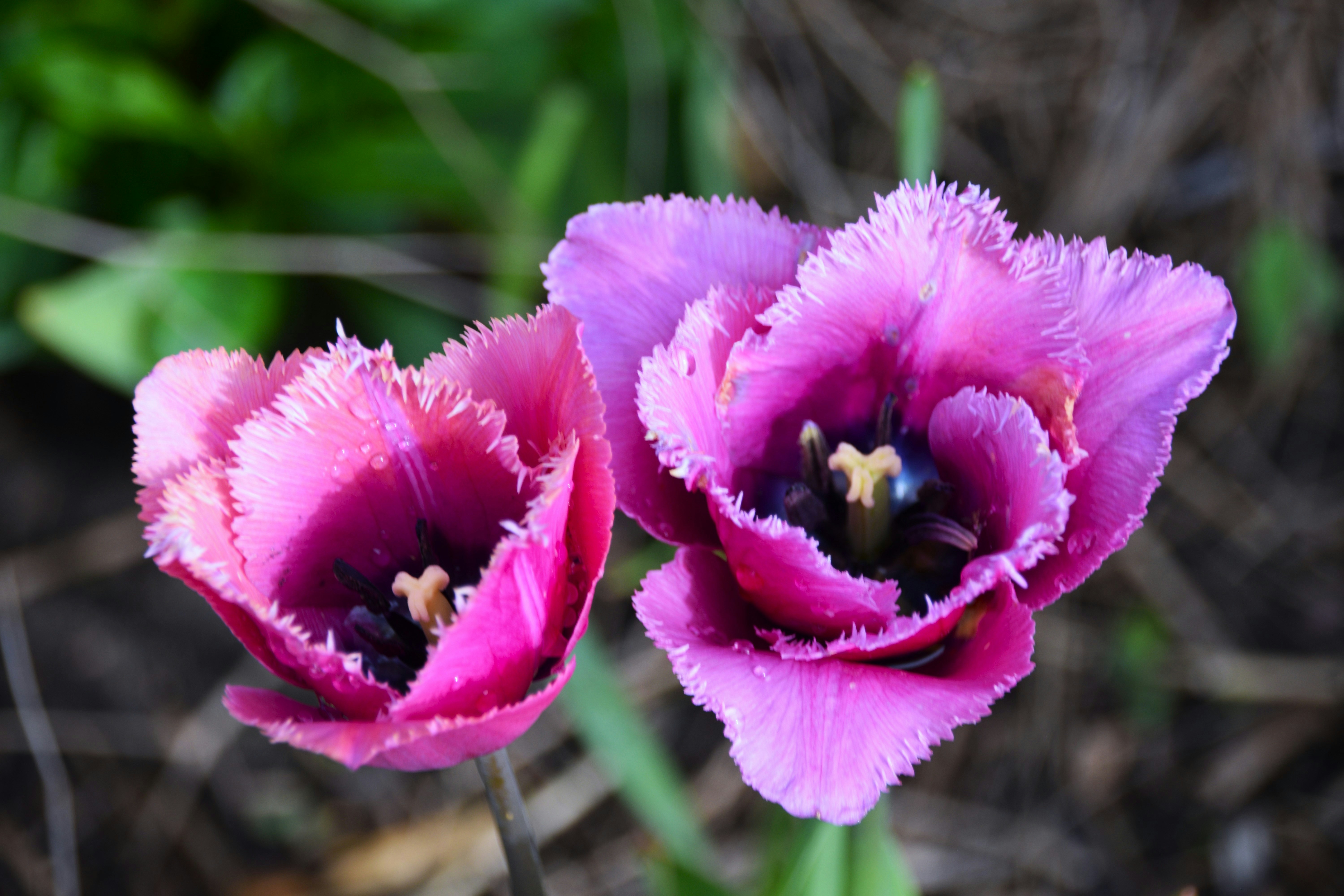 Fringed Tulips in Focus: Neon Magenta Petals Framing a Quiet Garden