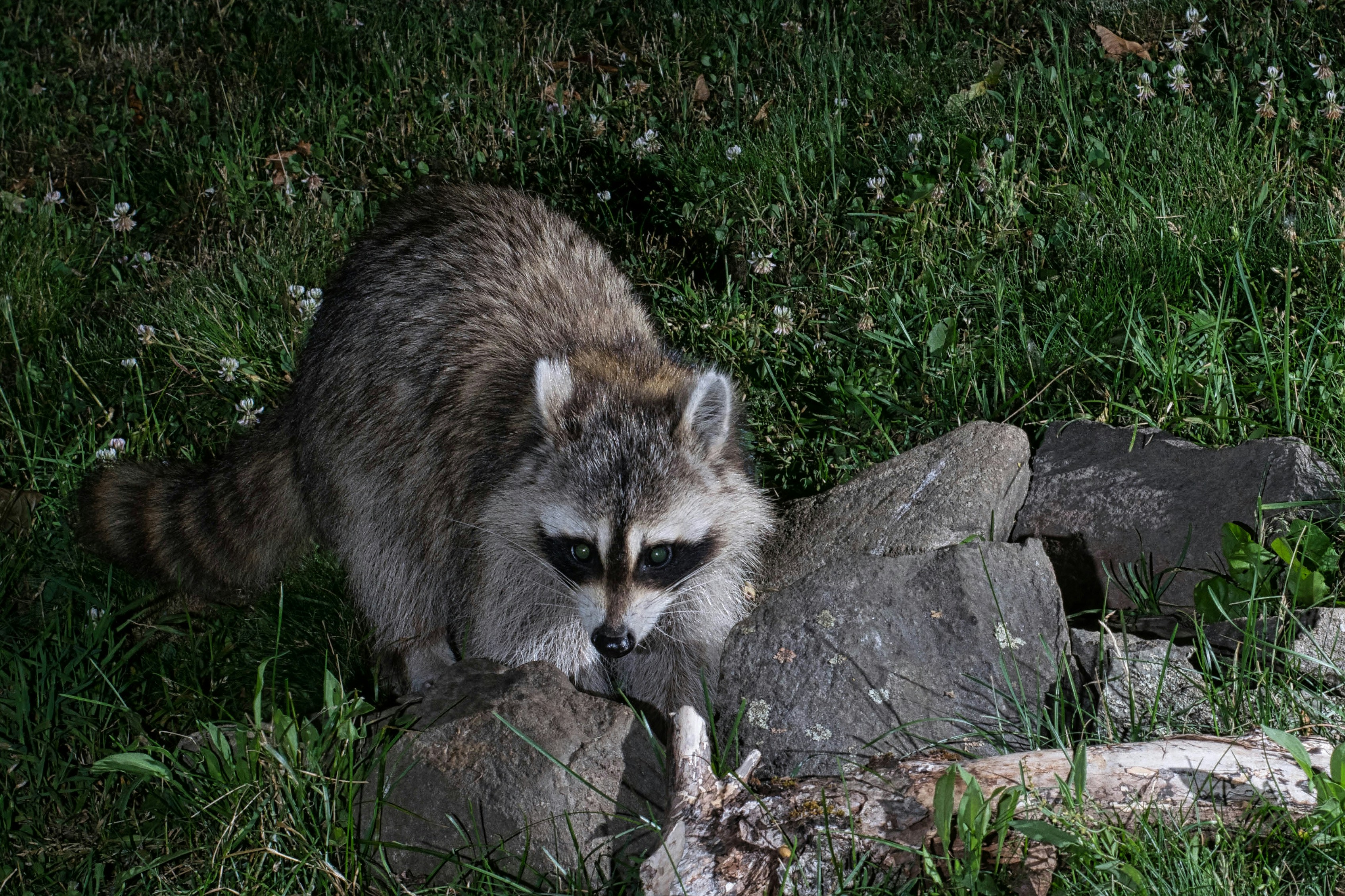 Un mapache sentado encima de un montón de rocas foto – Imagen de Gris ...