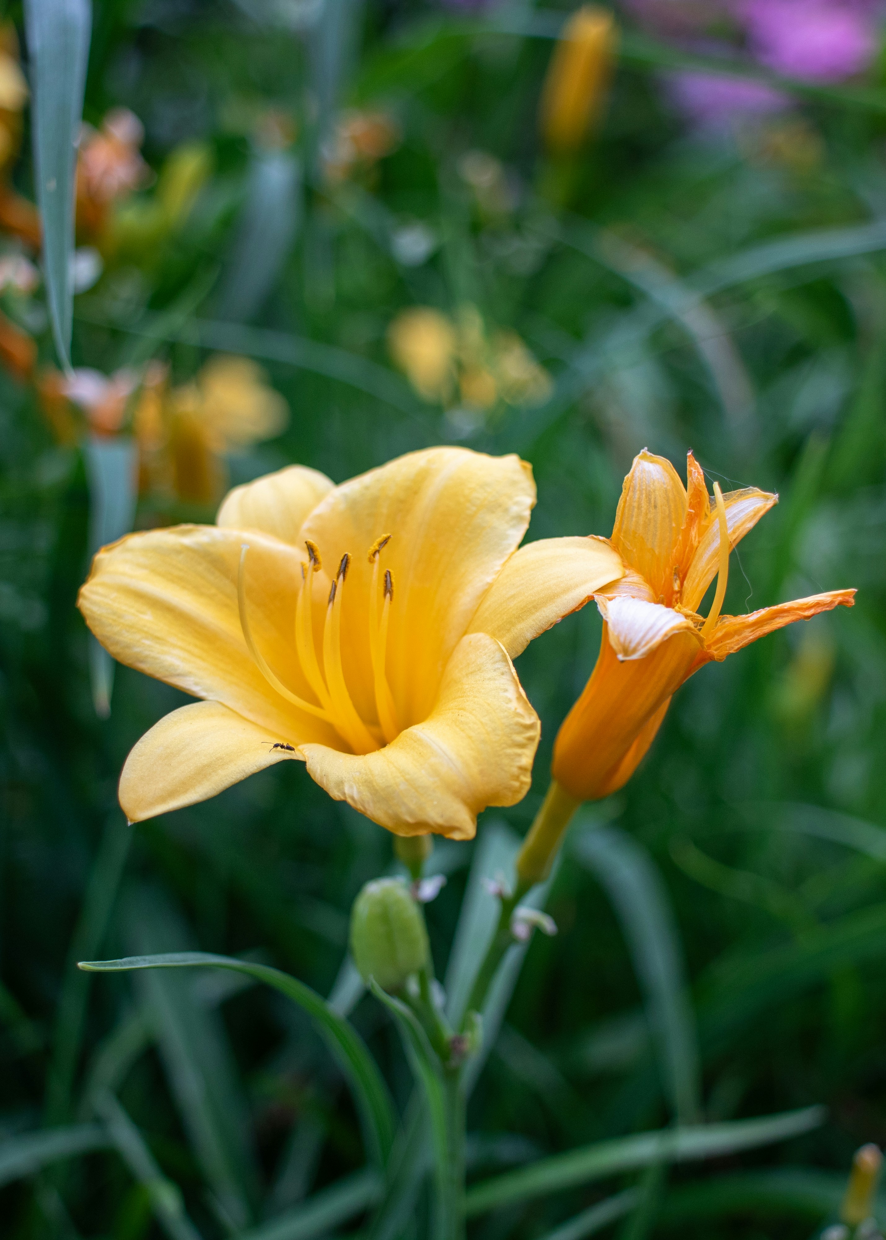 Lilium bulbiferum, common names orange lily, fire lily, Jimmy's Bane, tiger lily and St. John's Lily, is a herbaceous European lily with underground bulbs, belonging to the Liliaceae.