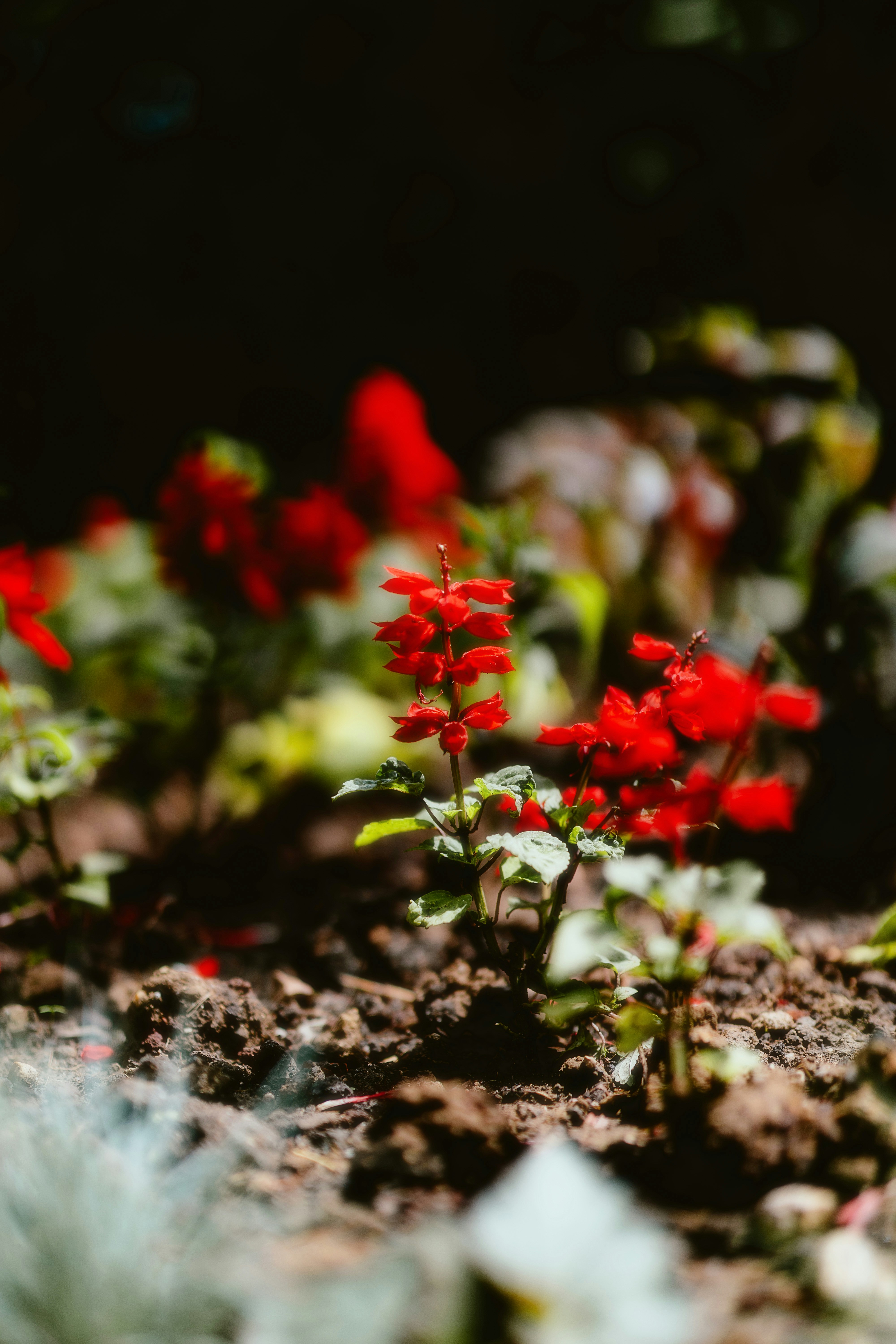 Crimson Bloom in Shallow Focus: Ground-Level Macro Moment