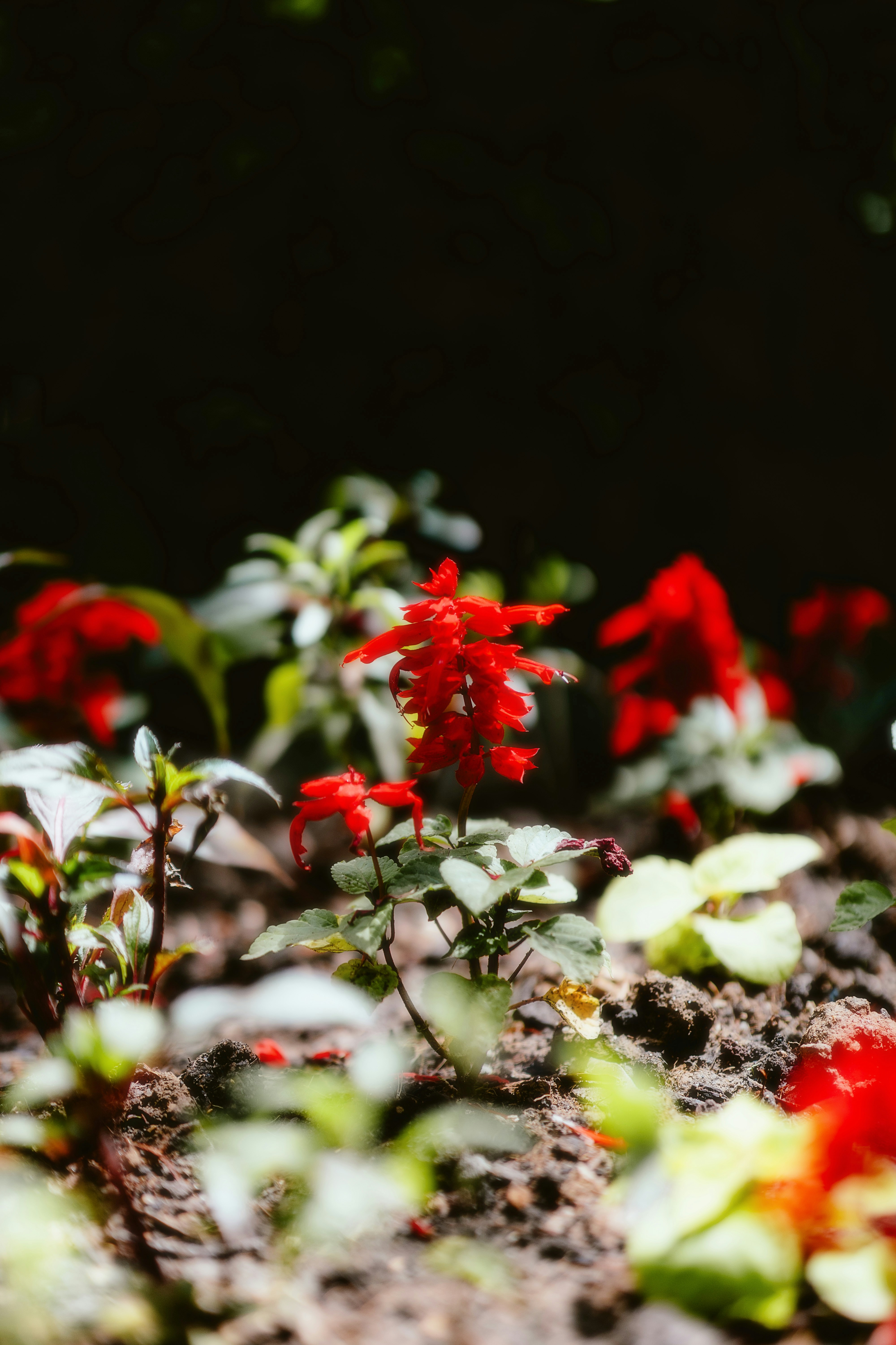 Crimson Spires: A Close-Up of Red Salvia Reaching Through Dark Soil