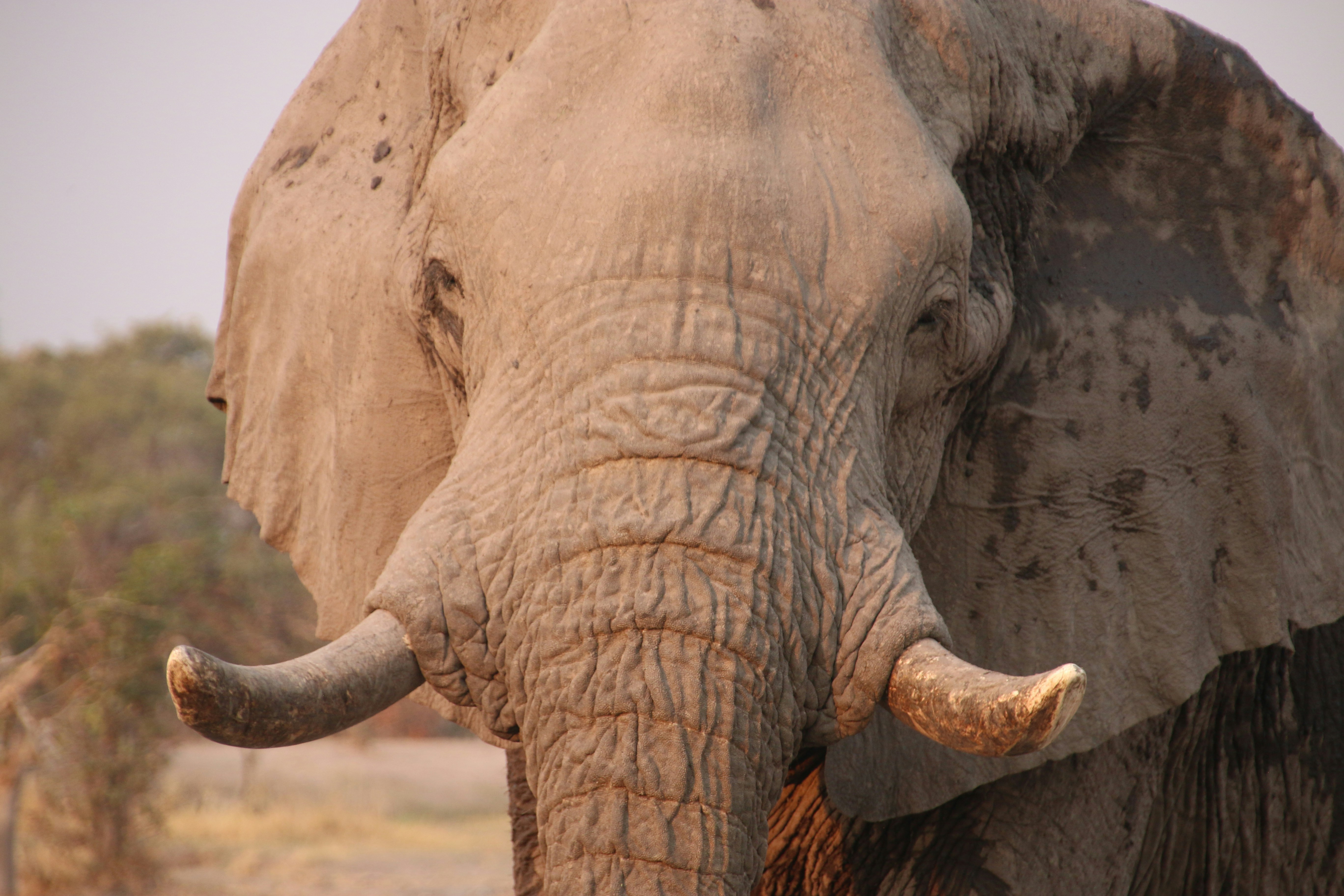 A close up of an elephant's tusks and tusks photo – Free Elephant Image ...