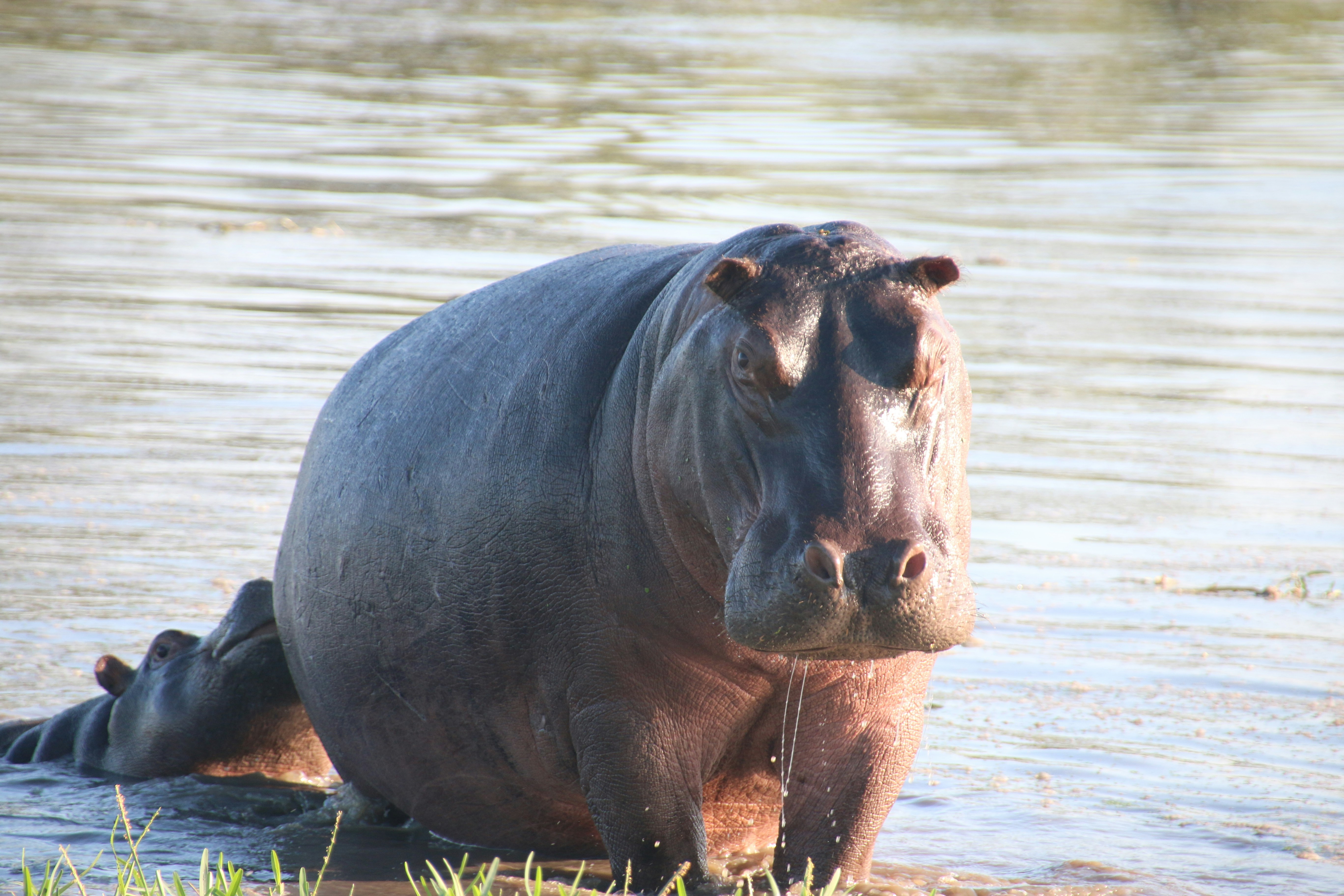 A hippopotamus standing in a body of water photo – Free Wildlife Image ...