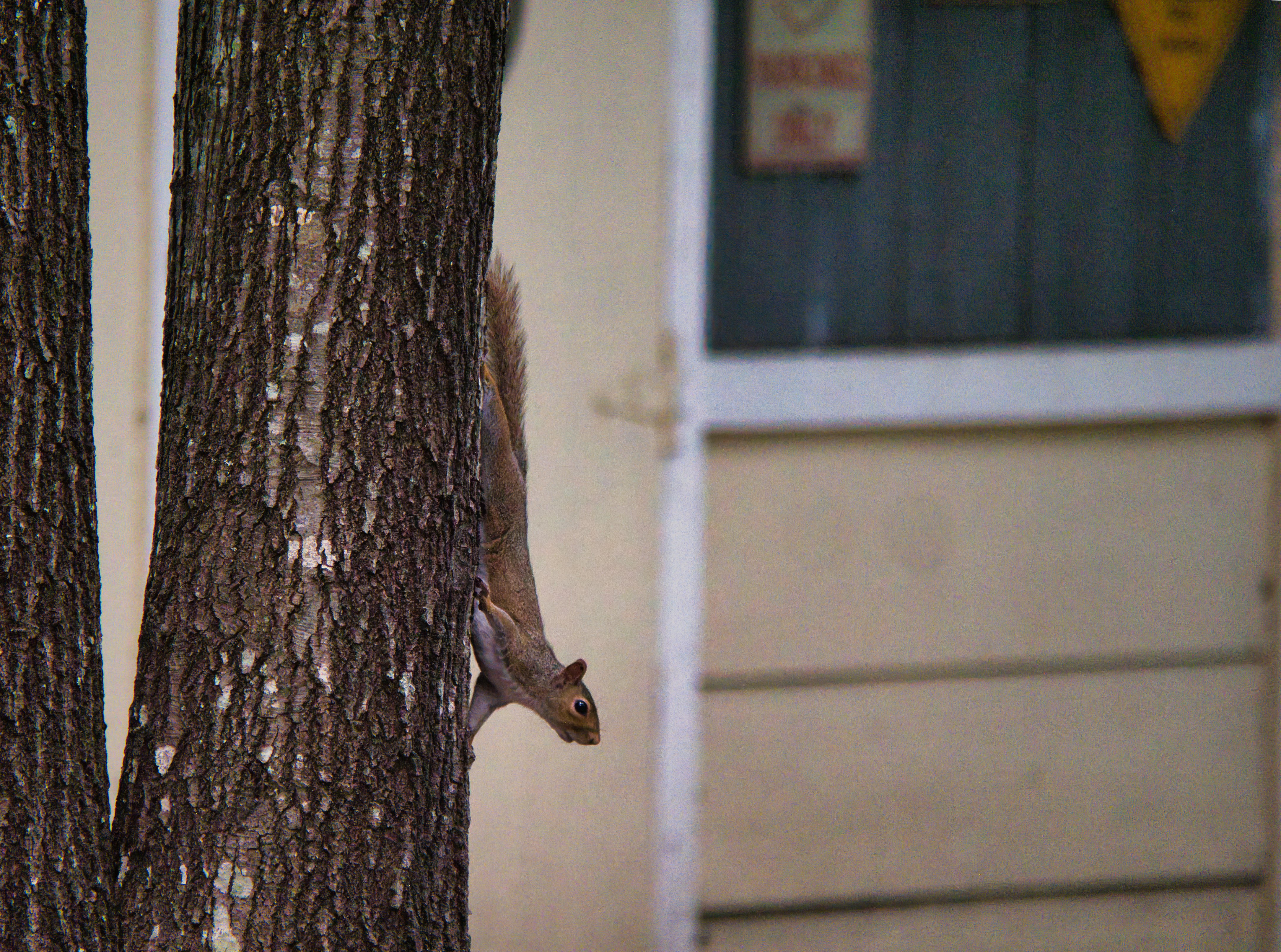 Squirrel's Narrow Peek Around the Tree Trunk by a Quiet House