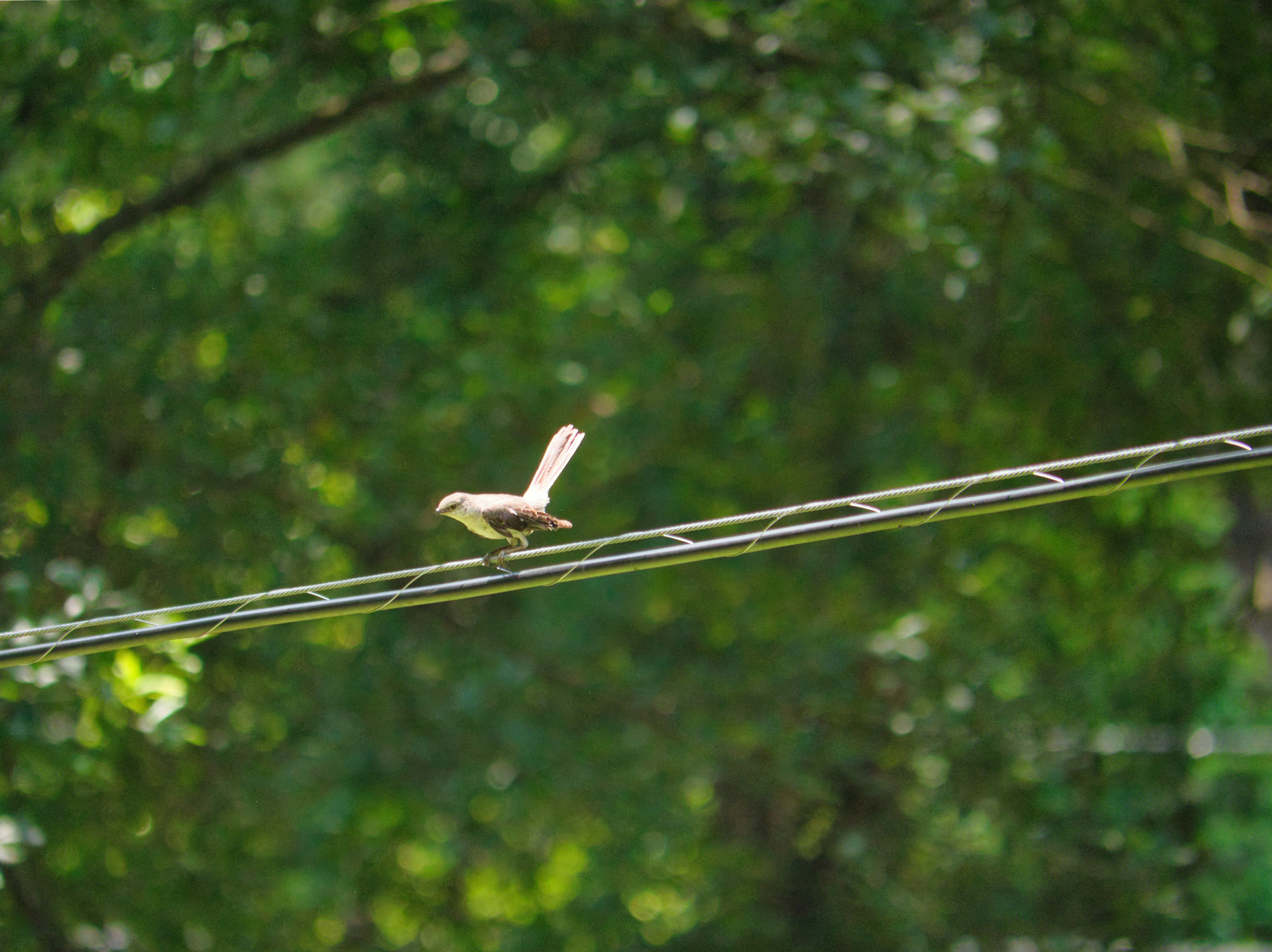 Pause on the Wire: A Small Bird Amid Green Canopy