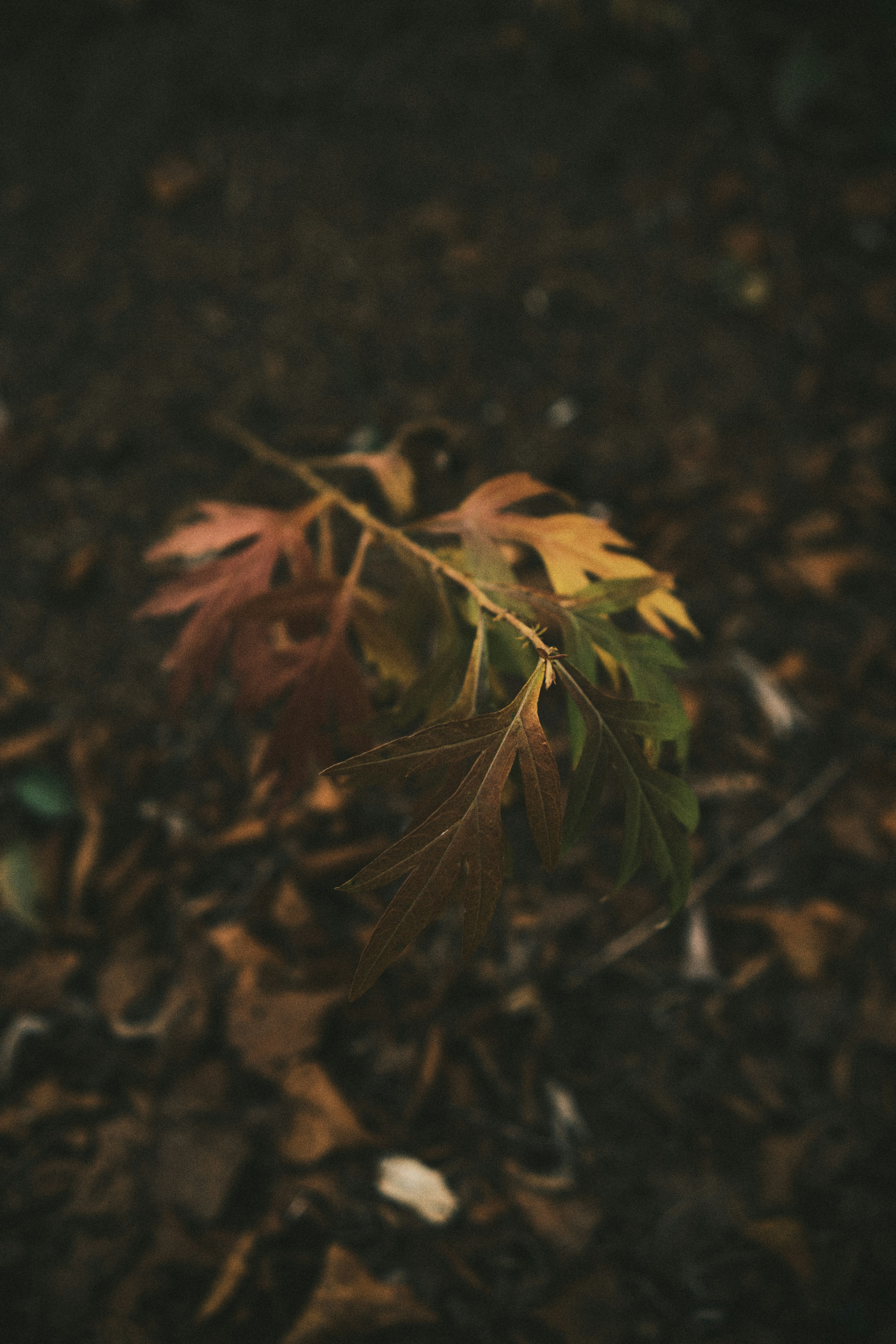 Photo by Eugene Kim with Fujifilm X-S10