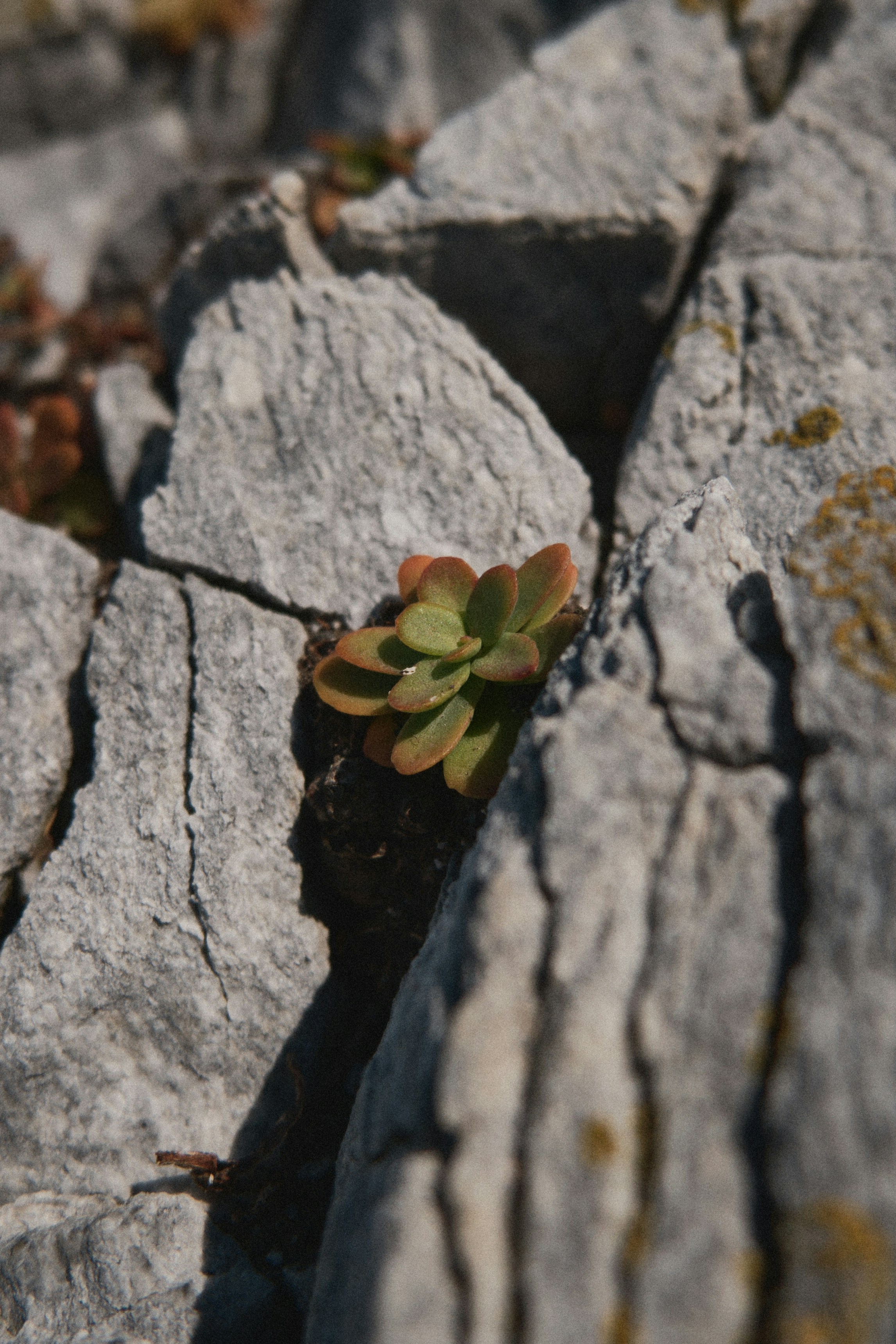 Green Resilience in a Cracked Granite Crevice