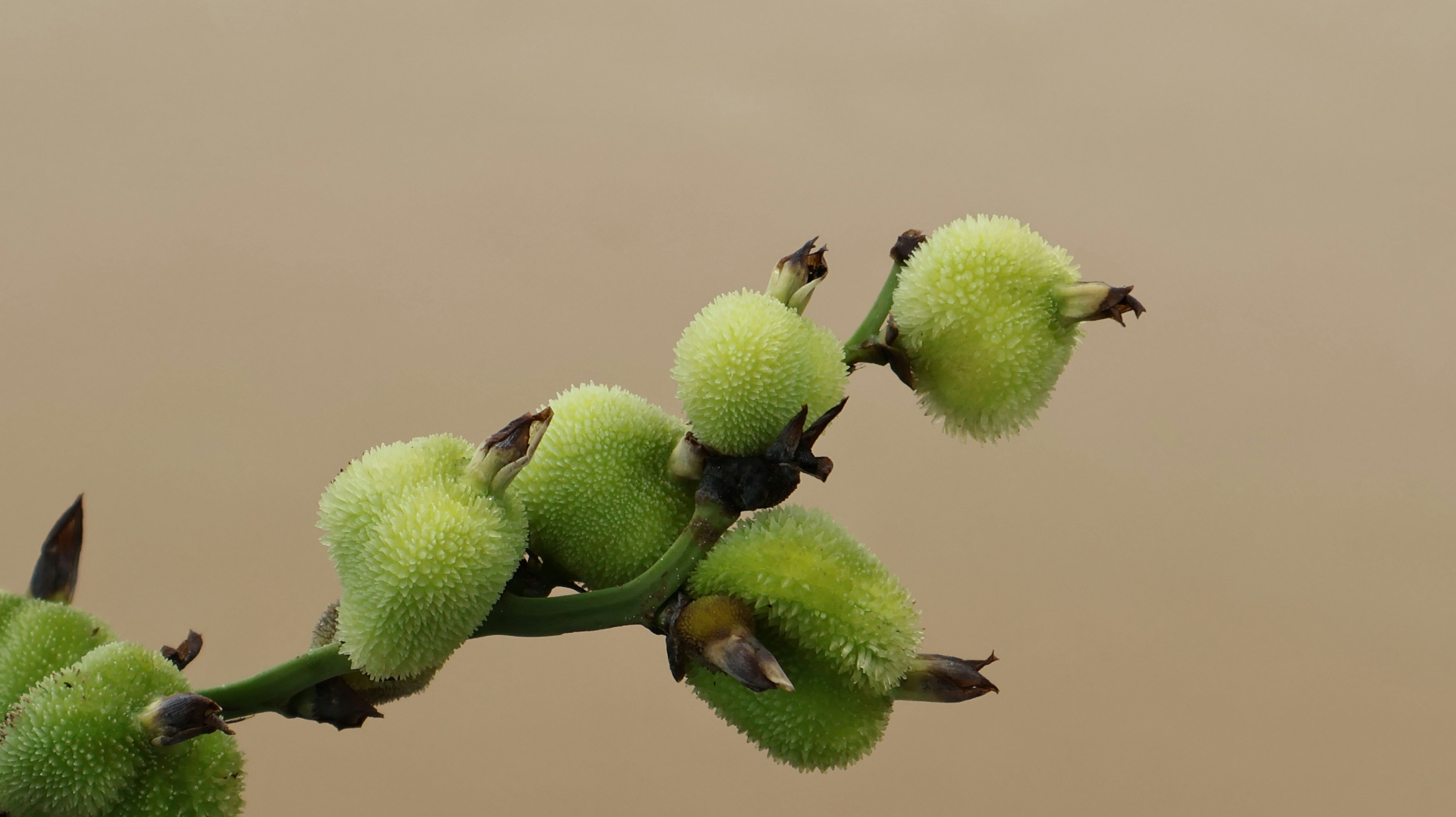 Emerald Velvet on a Twig: Close-Up of Spring Buds in Soft Focus