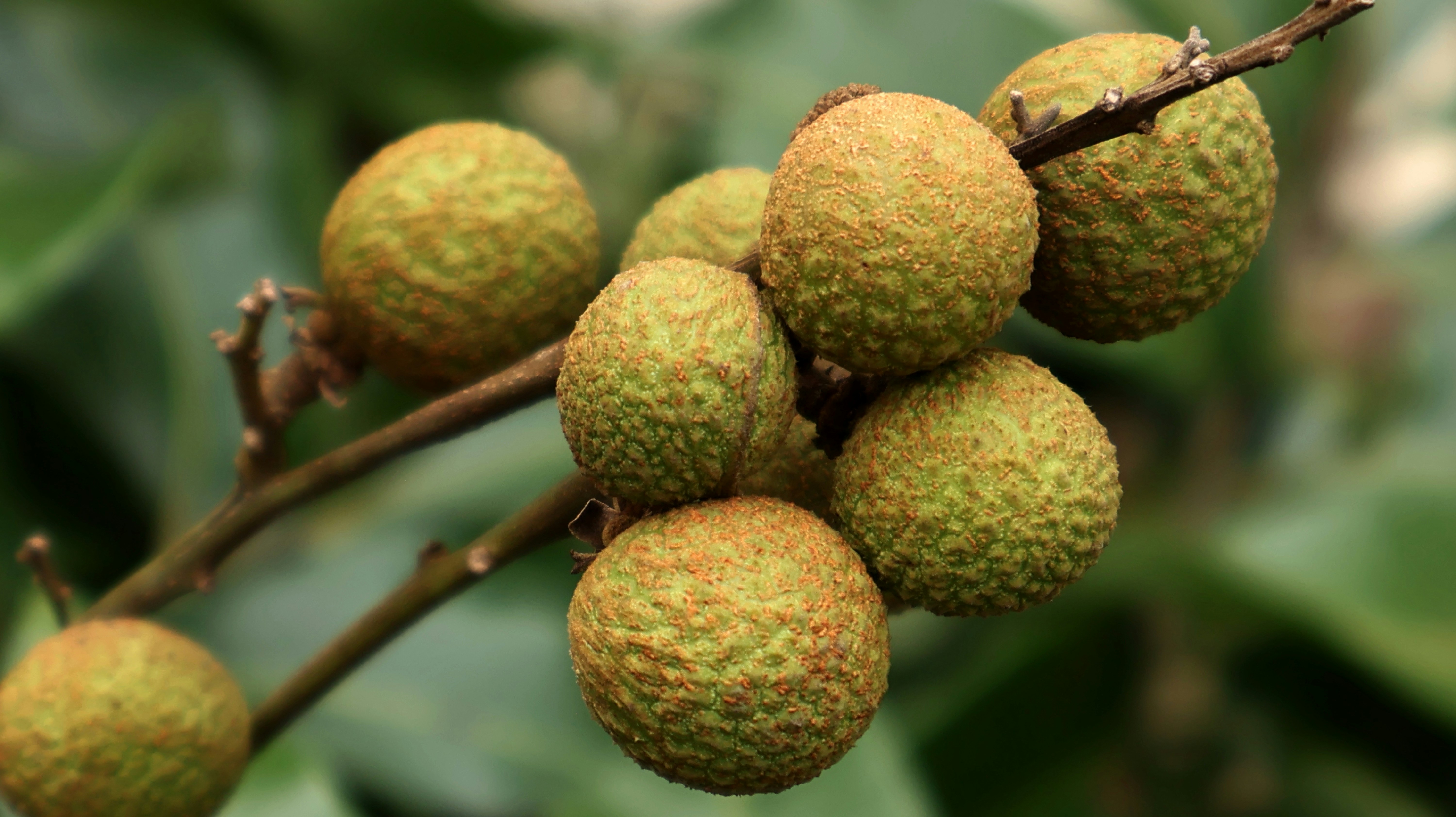 Green Drupelets in Focus: A Macro Portrait of Unripe Fruit on a Branch