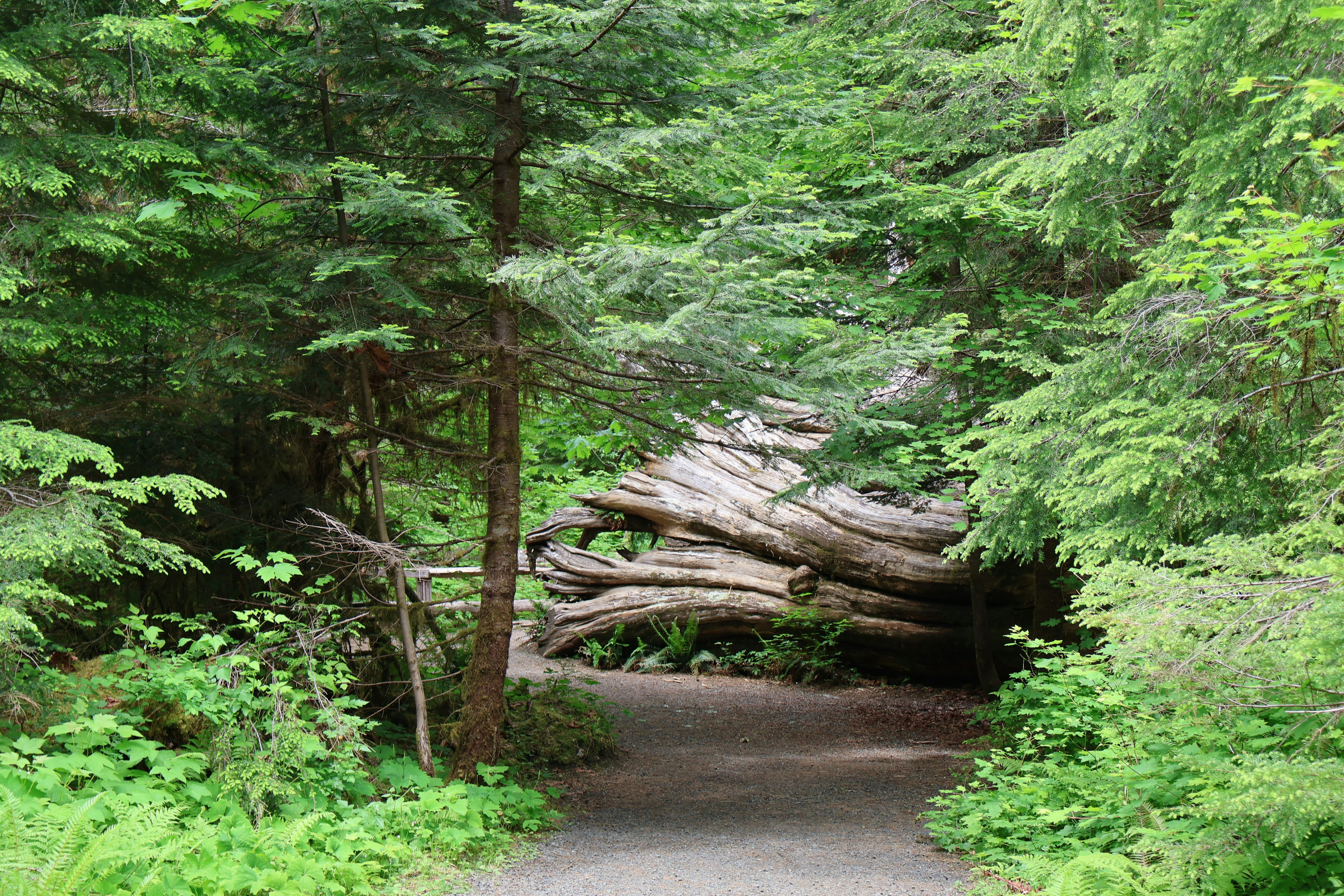 The Timber Gate: Fallen Log Arch Over a Quiet Forest Path
