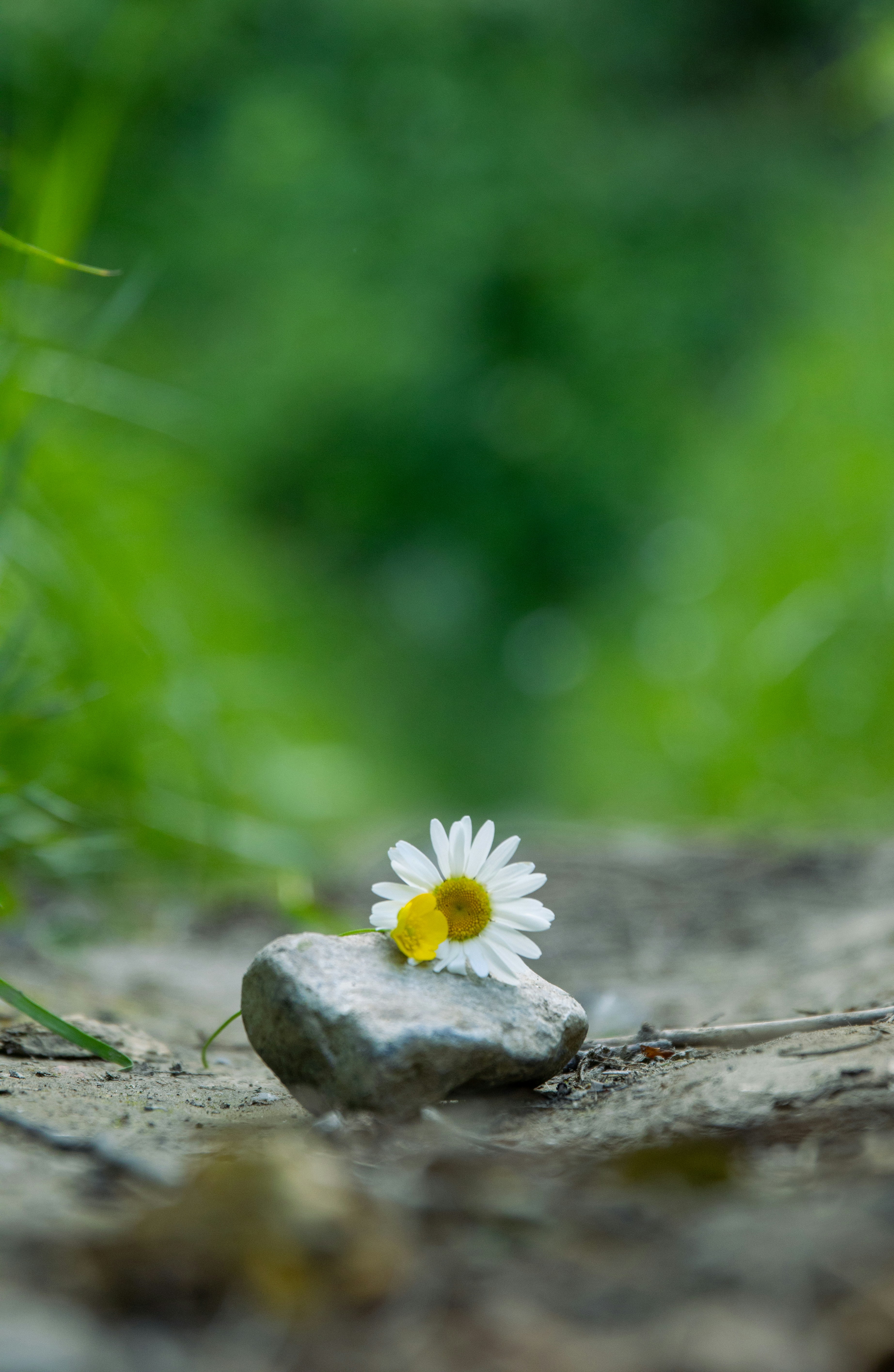 Daisy on the Stone: a solitary bloom on a sunlit dirt path