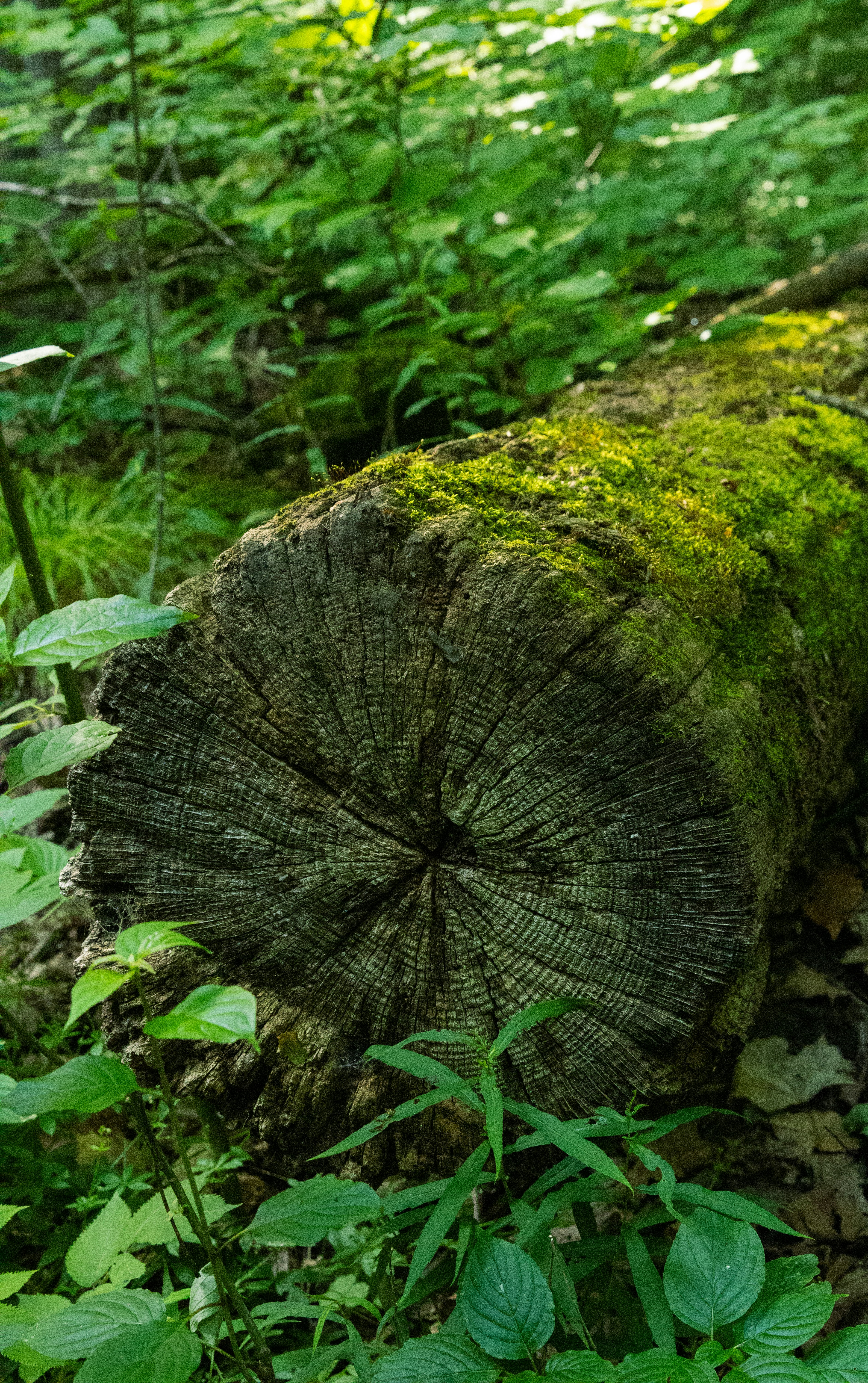A mossy log in the woods. | A large log in the middle of a forest
