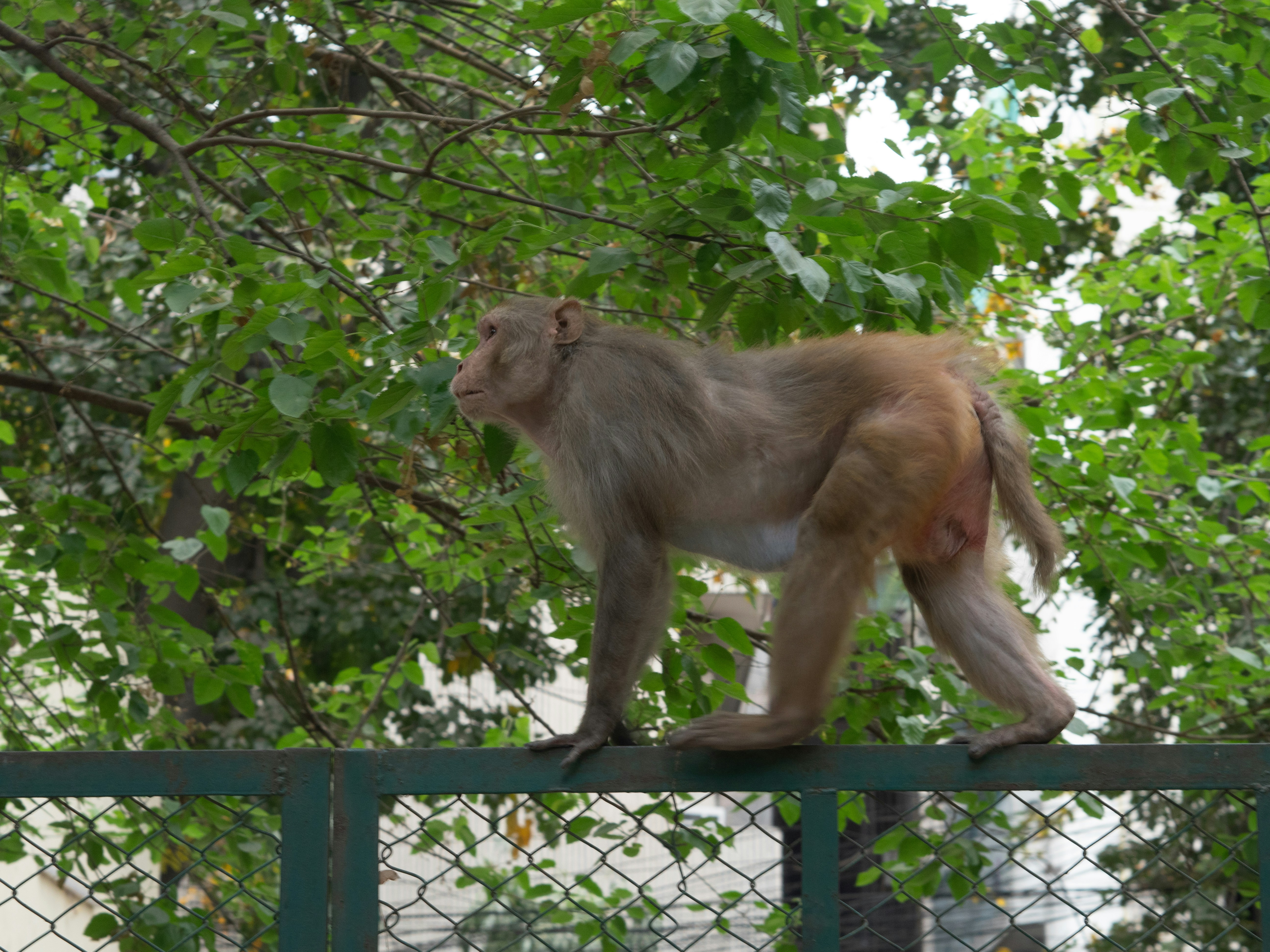 Perched Sentinel: Monkey on a Fence Amid Dense Greenery