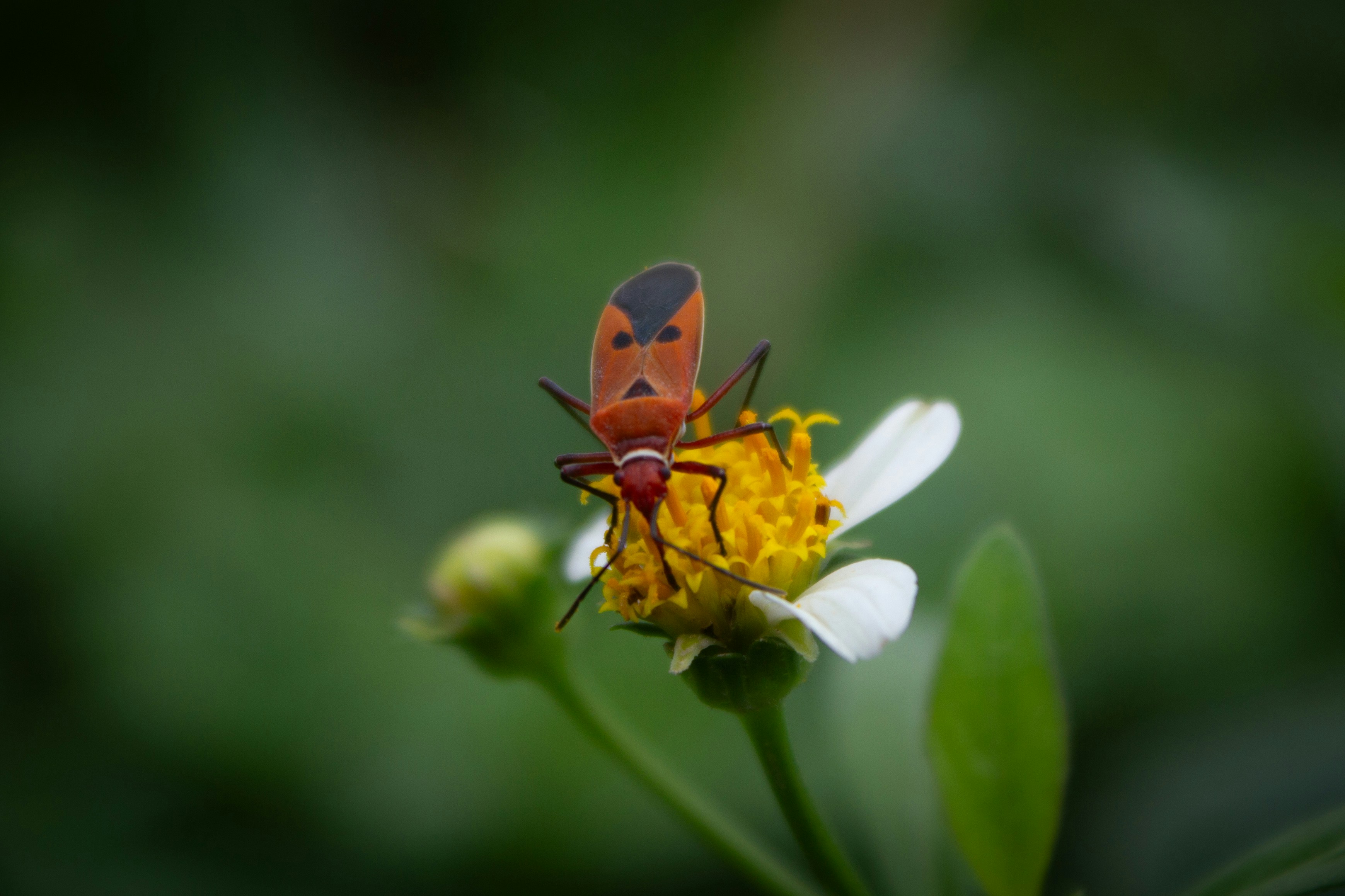 Dysdercus cingulatus known as red cotton bug.