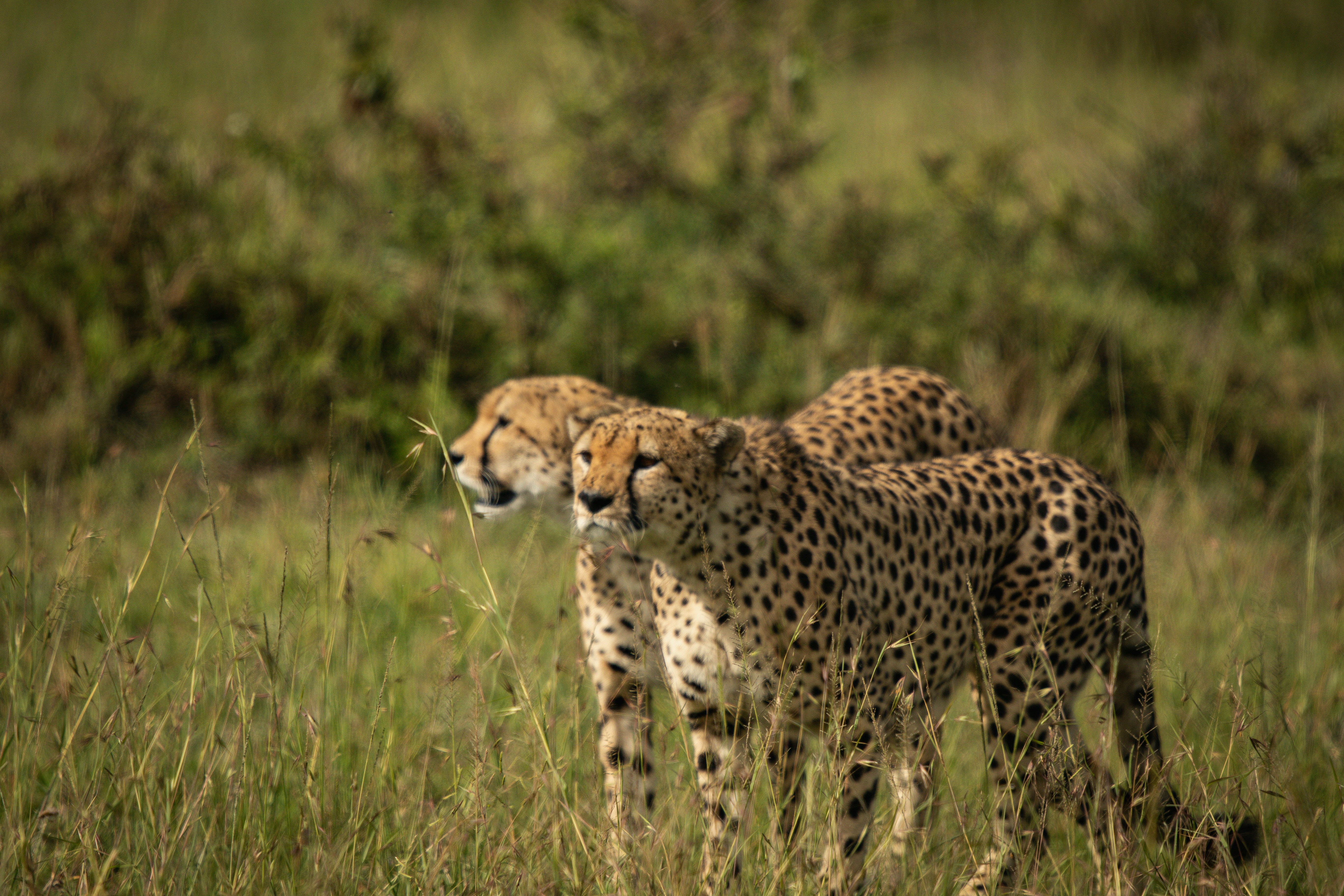 Two cheetahs standing alert in tall grass, showcasing their distinctive spotted coats and keen expressions. The scene captures the essence of wildlife in its natural habitat.