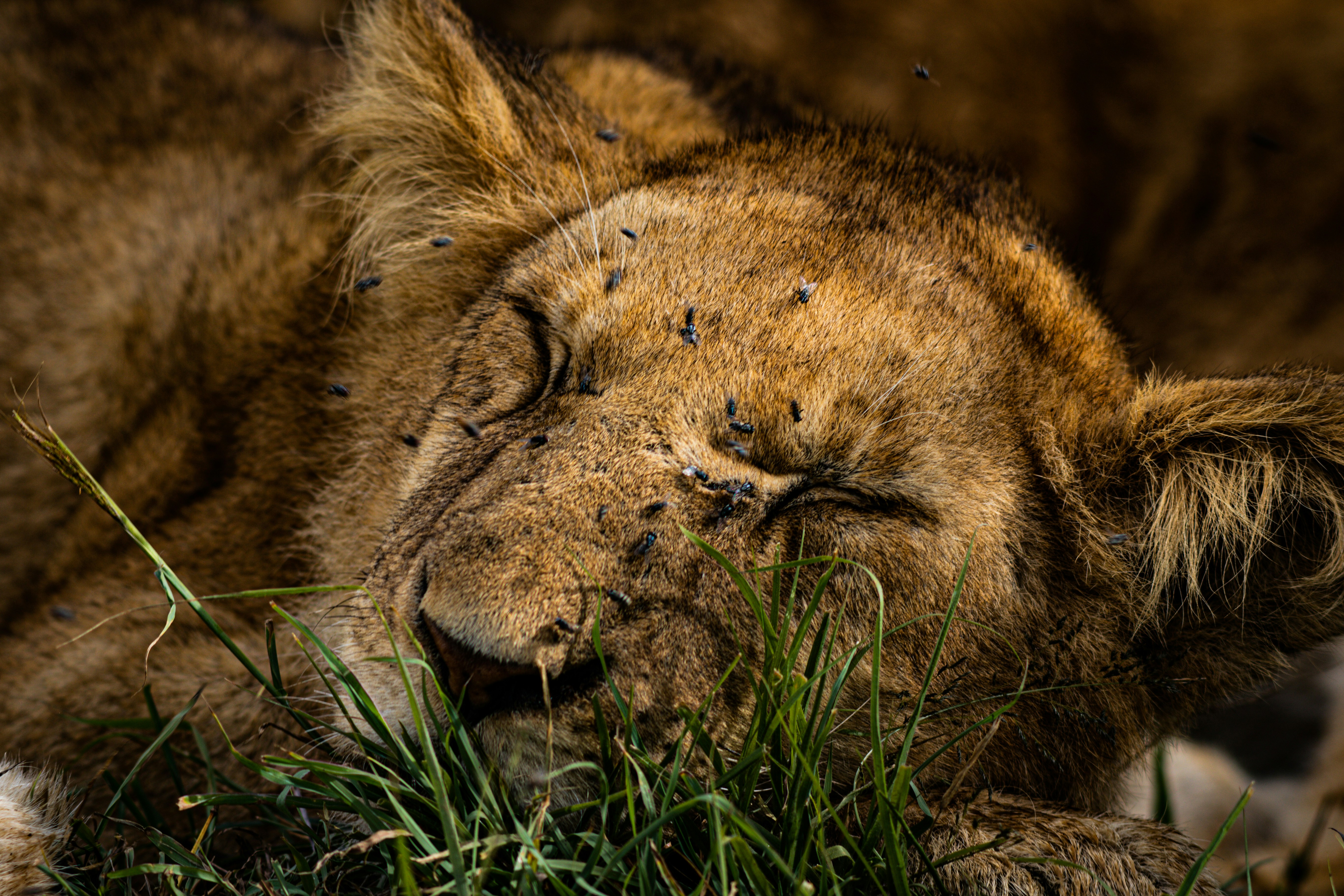 Sleeping lion covered in flies lays down in grass in the Maasai Mara in Kenya
