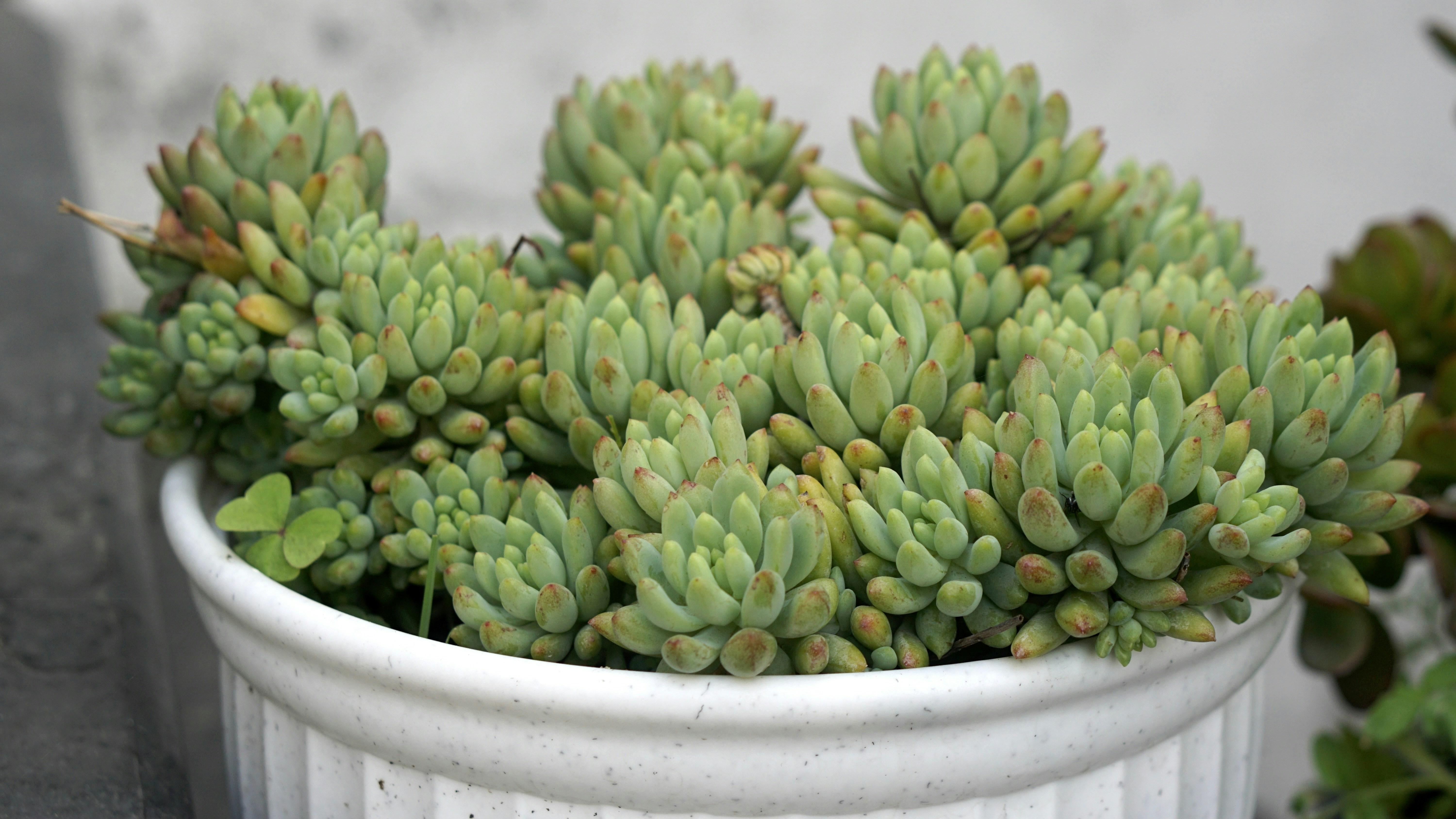 Emerald Rosettes in a White Ceramic Pot