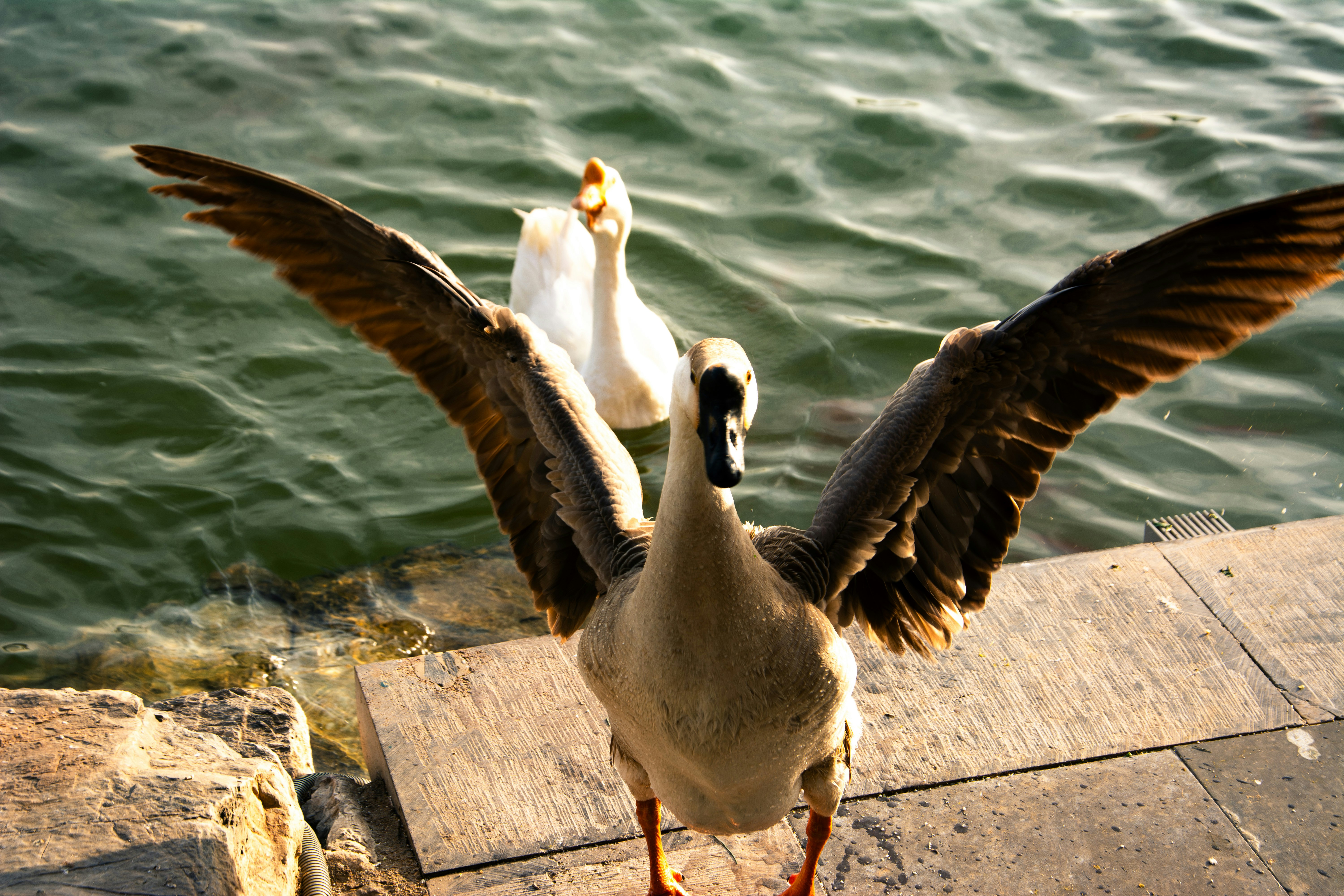Seagull on a Dock Ready to Take Flight