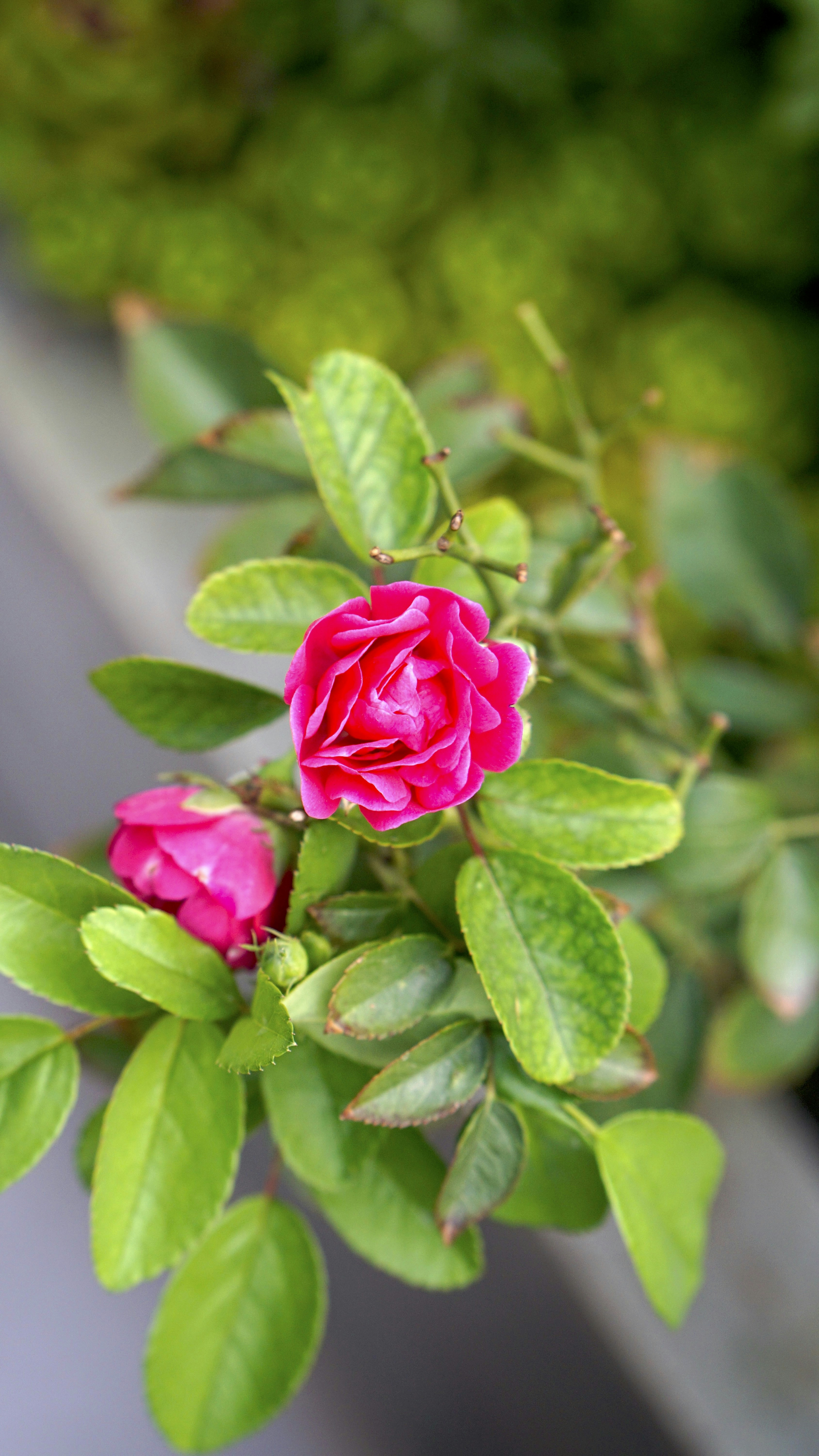 Photo by Aksoom Hussain with Sony Alpha 6000