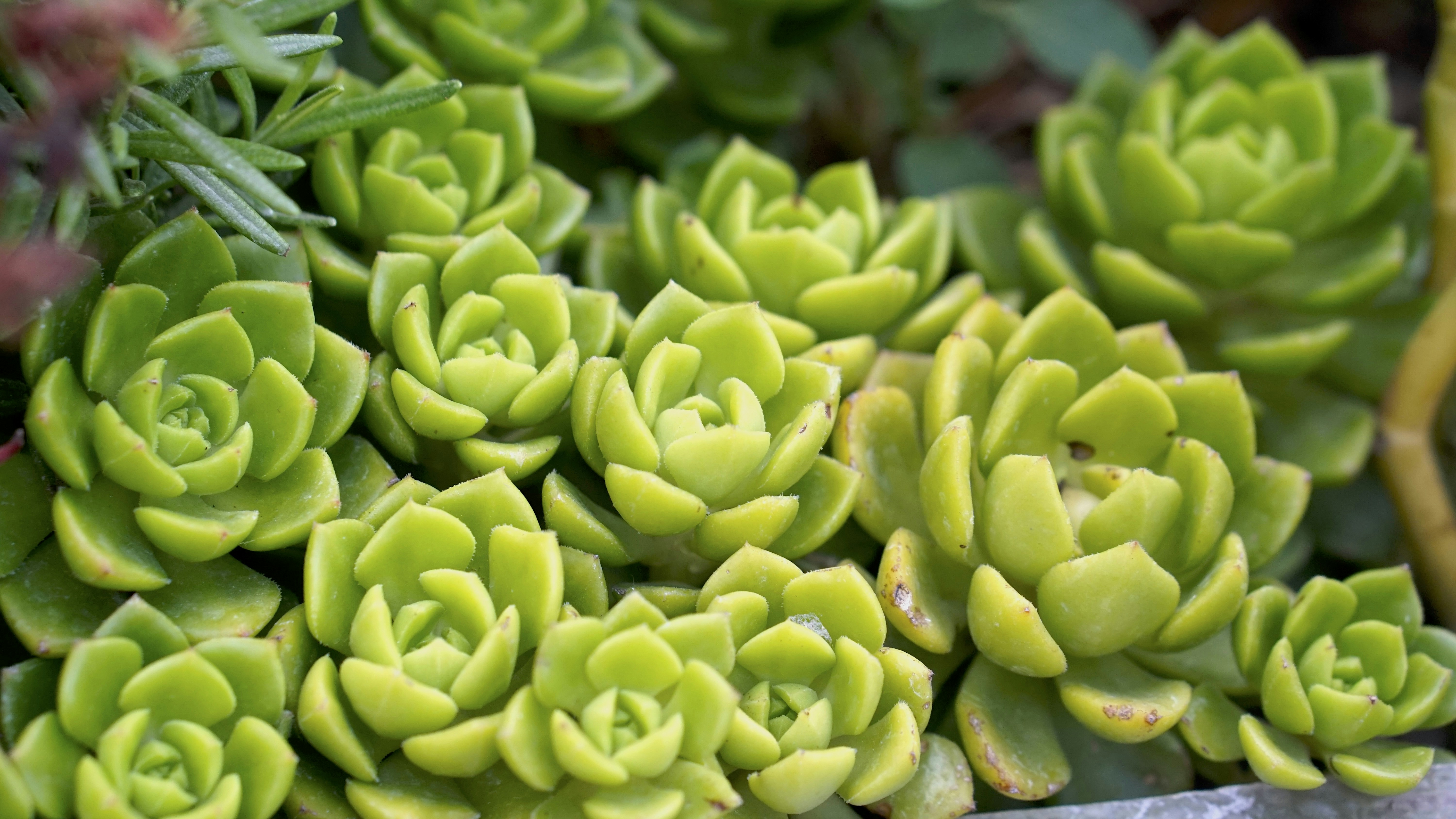 A close up of a bunch of green plants photo – Free Green Image on Unsplash