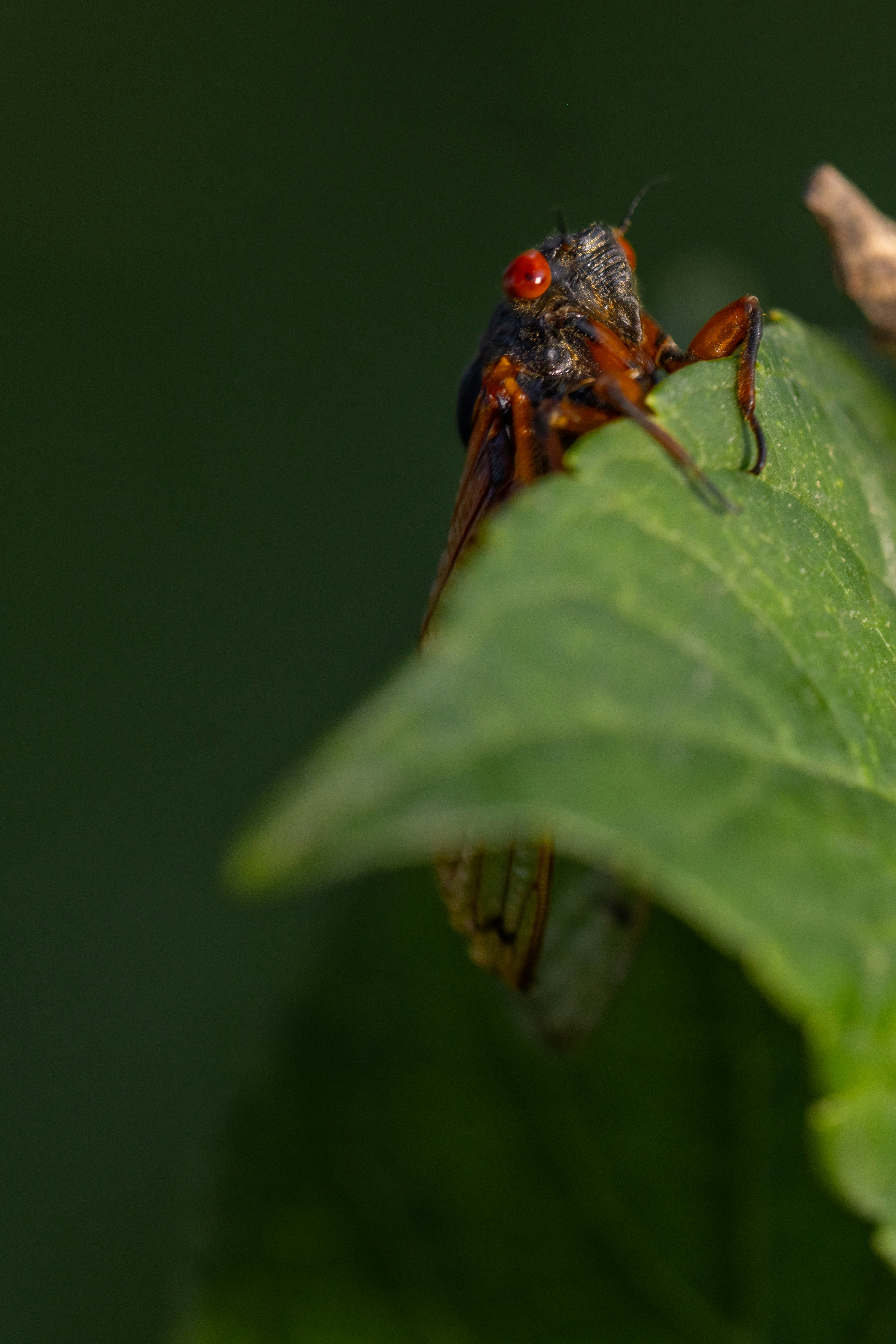 A close up of a bug on a leaf photo – Free Usa Image on Unsplash