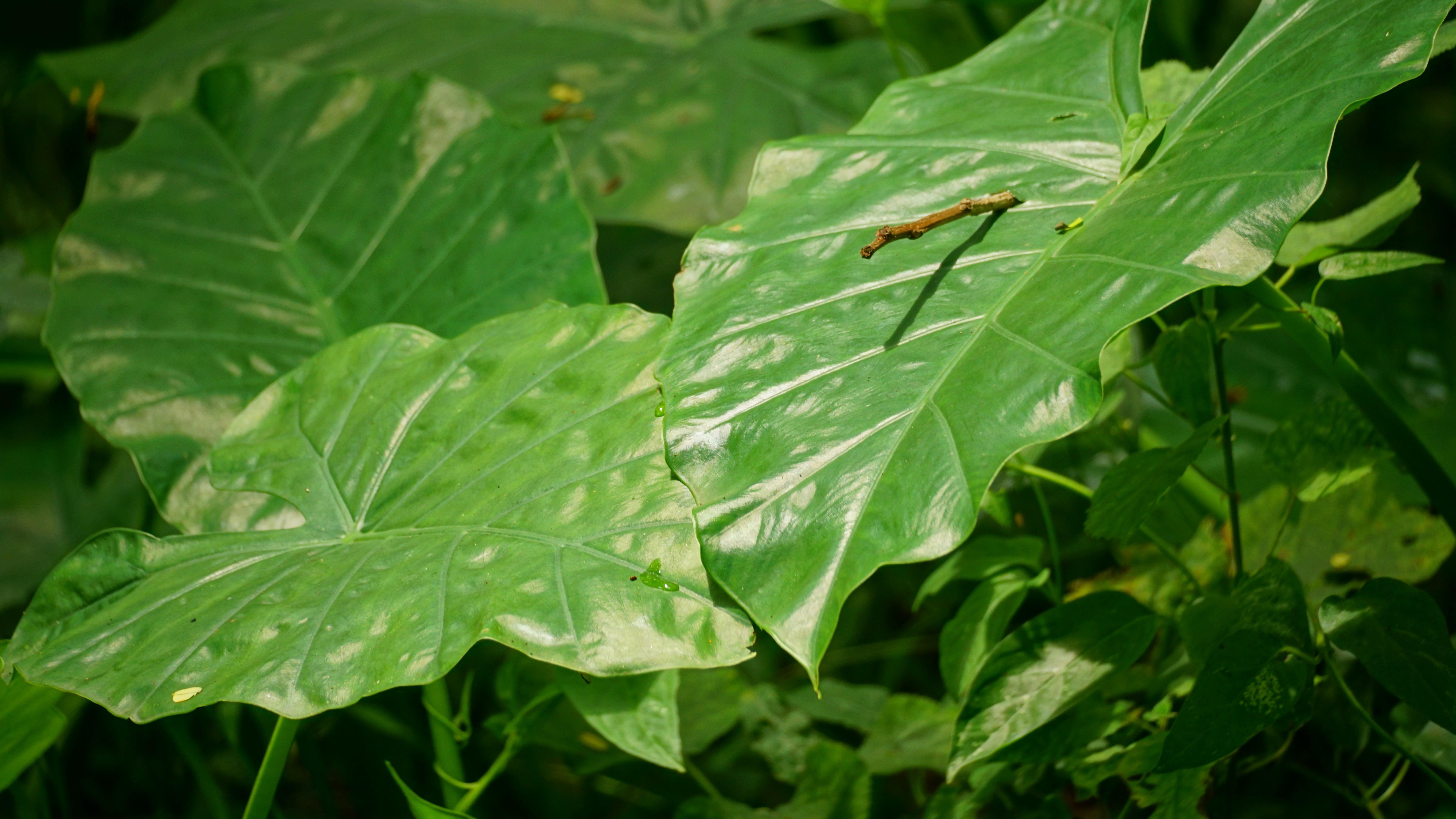 Photo by Duy Le Duc with Sony Alpha 6000