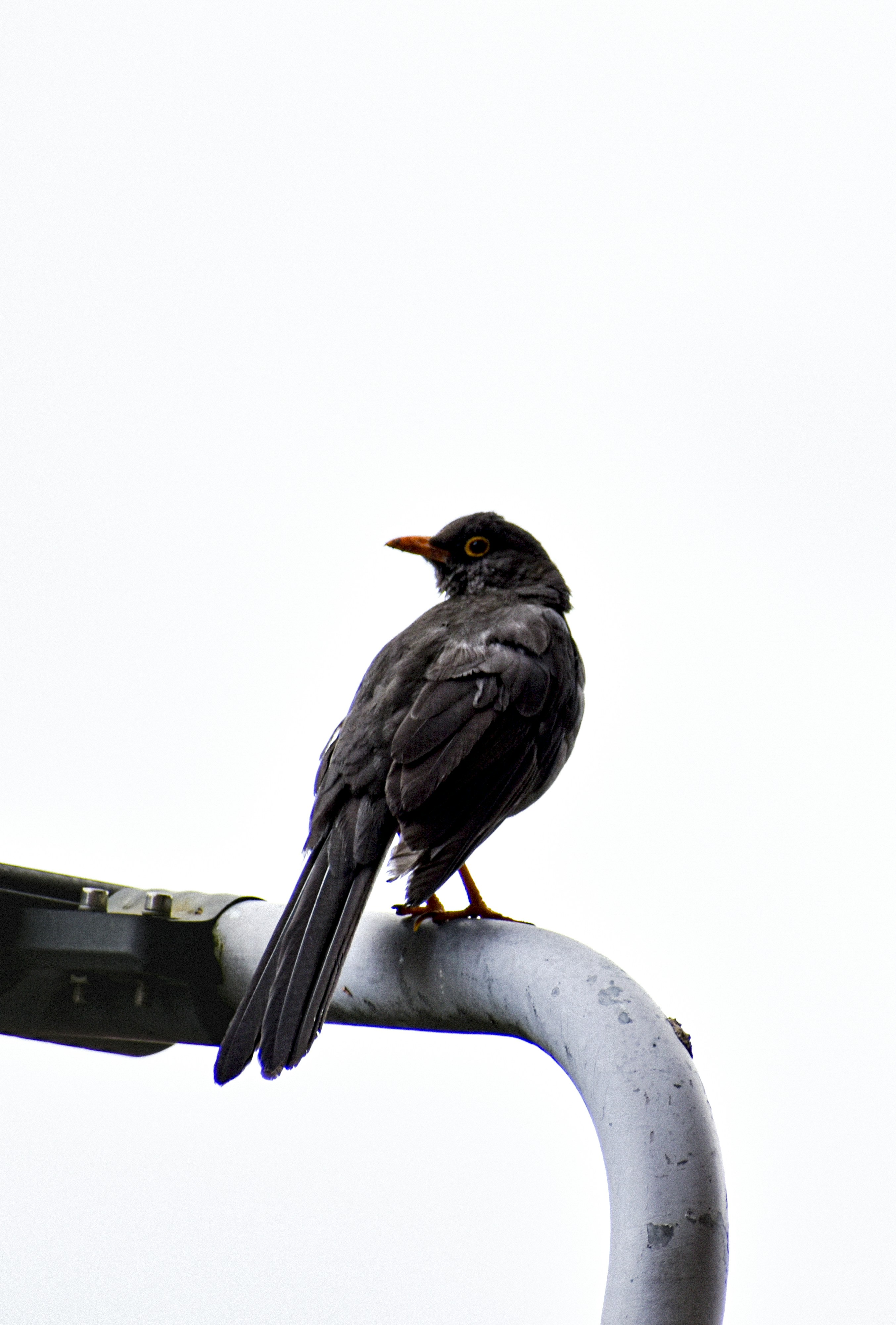 Blackbird on a Weathered Arc: Quiet Focus Against Bright Sky