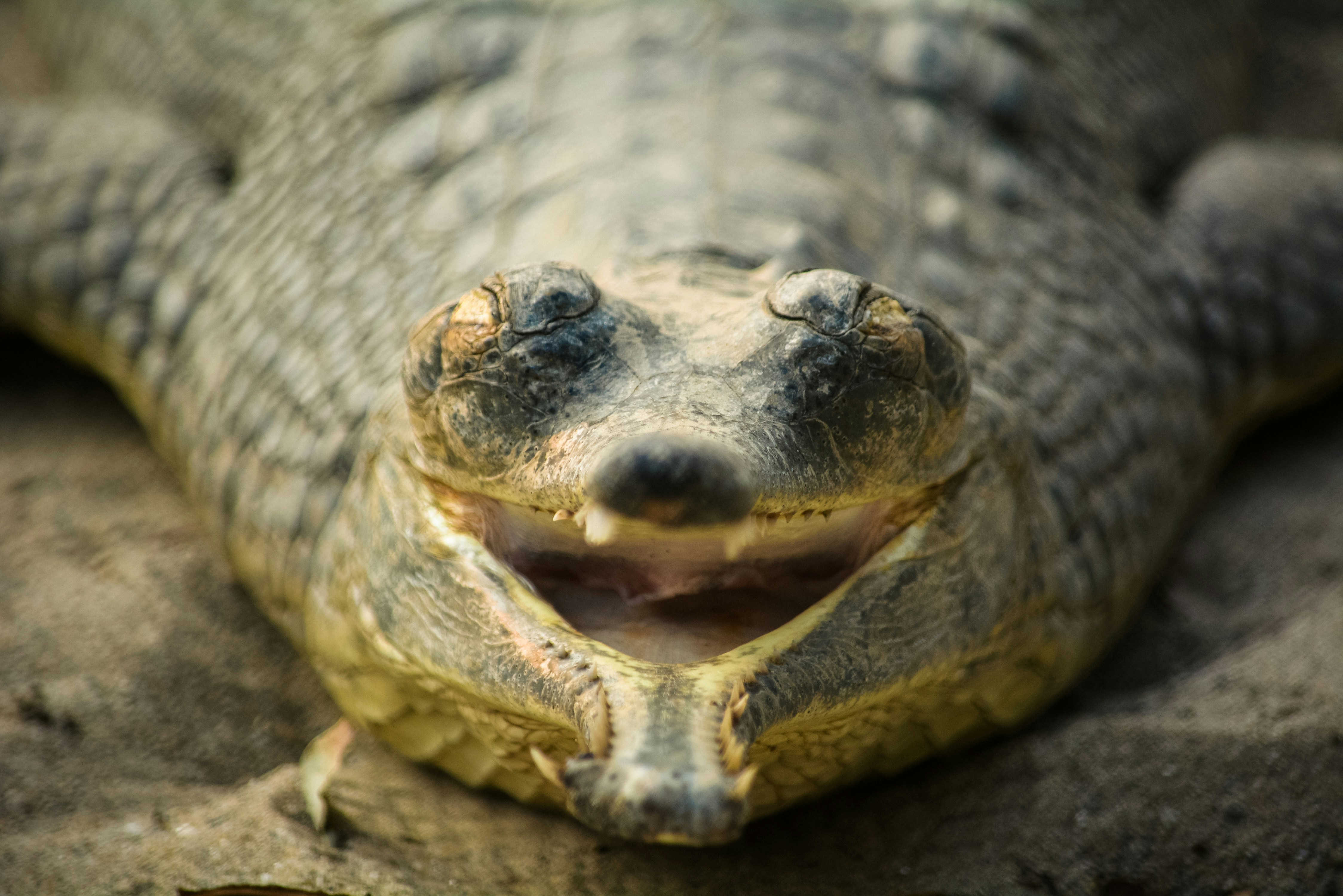 A close up of a large alligator laying on a rock photo – Free Portrait ...
