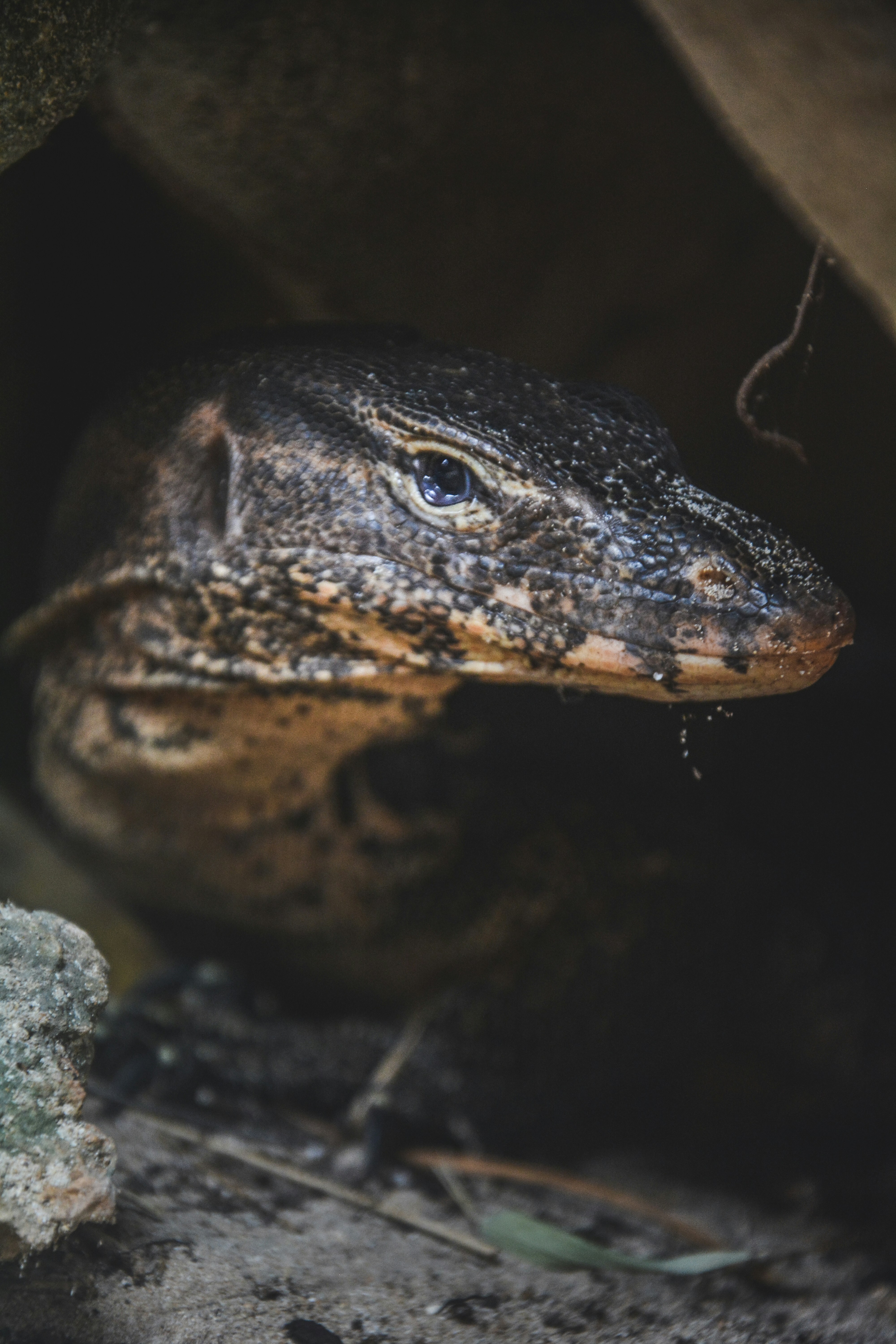 A close up of a lizard under a rock photo – Free Wallpaper Image on ...