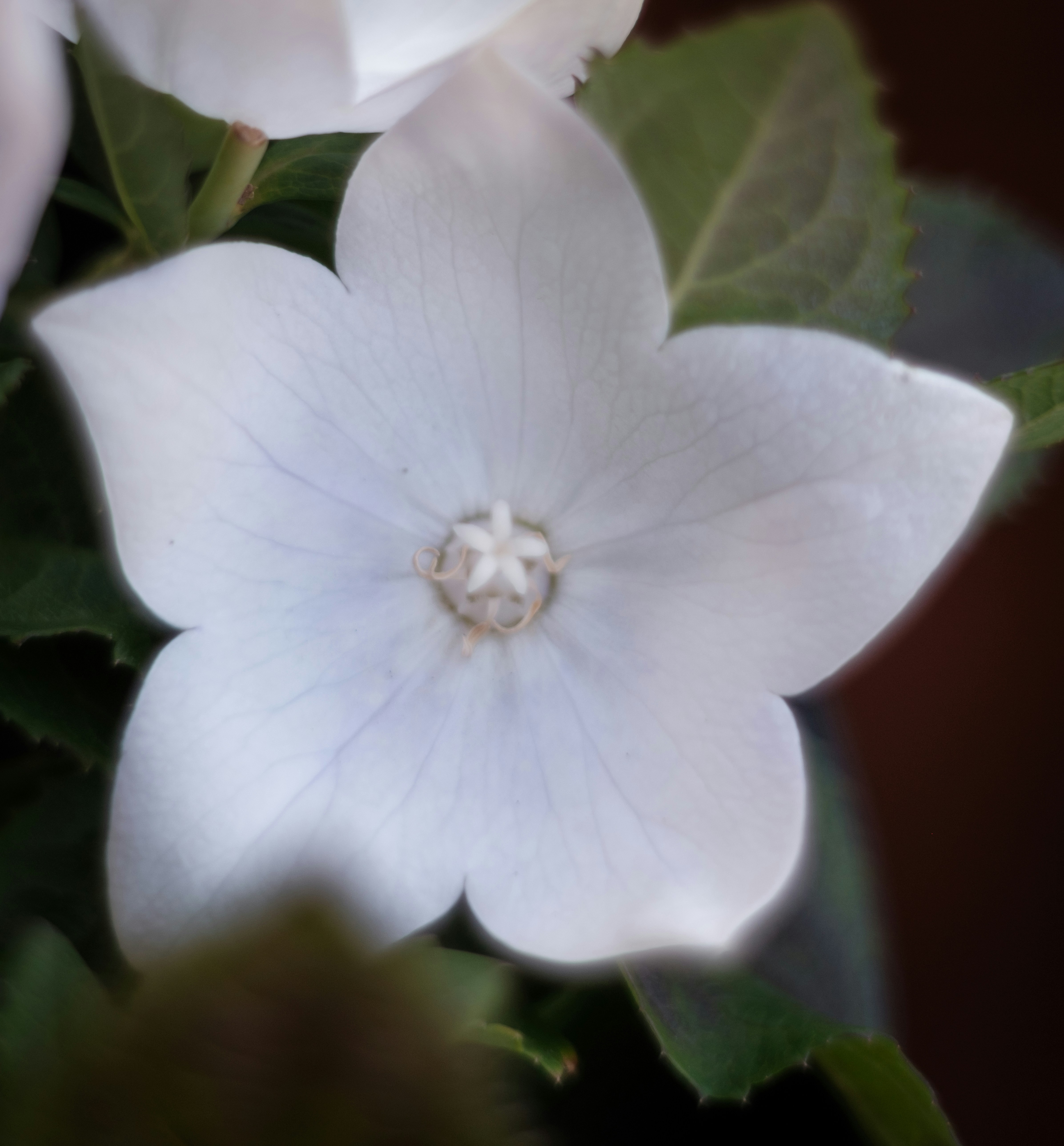 Center-Stage Bloom: A Close-Up of a Pristine White Flower with Veined Petals