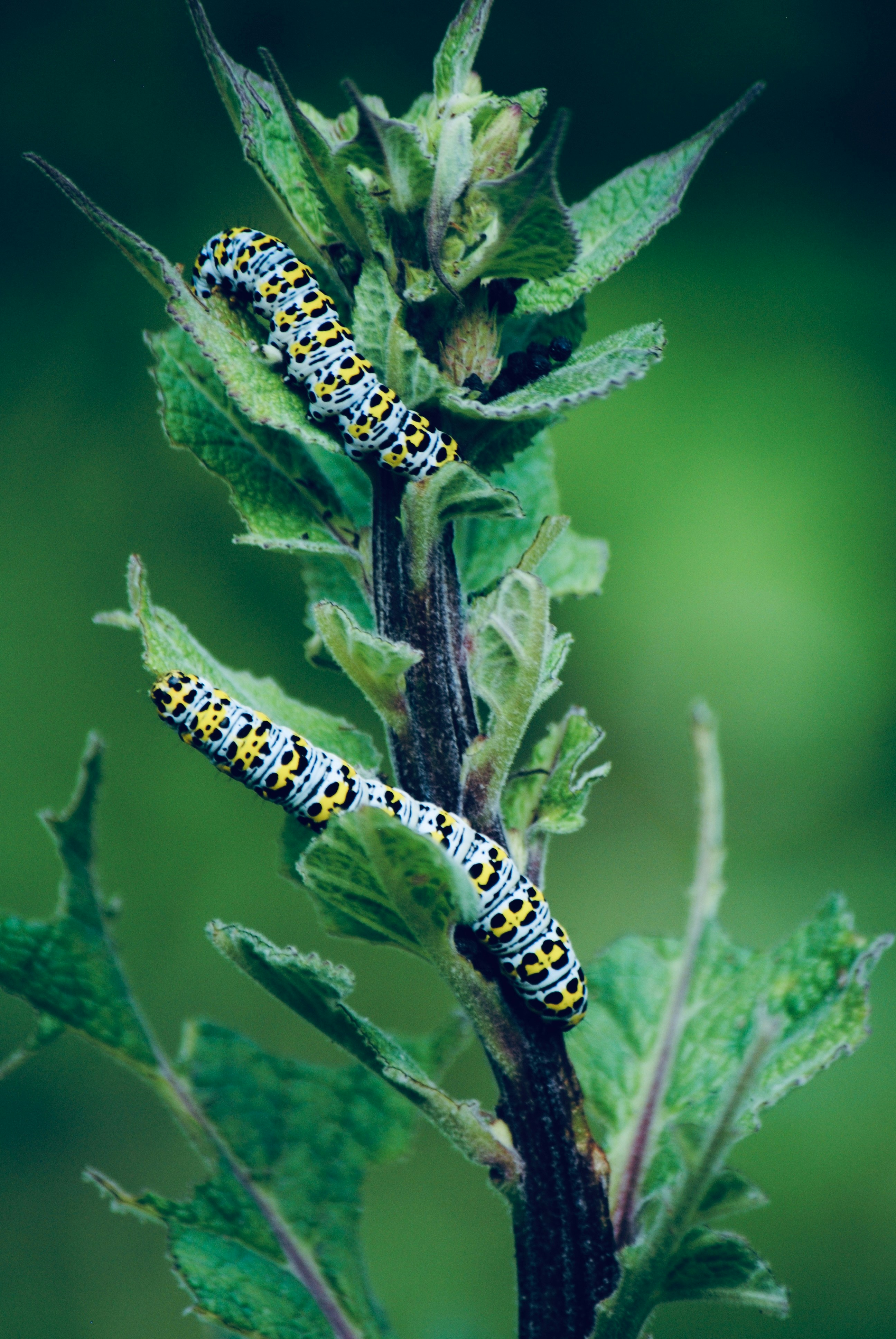 Twin Zebra Caterpillars Trek the Fuzzy Green Stem