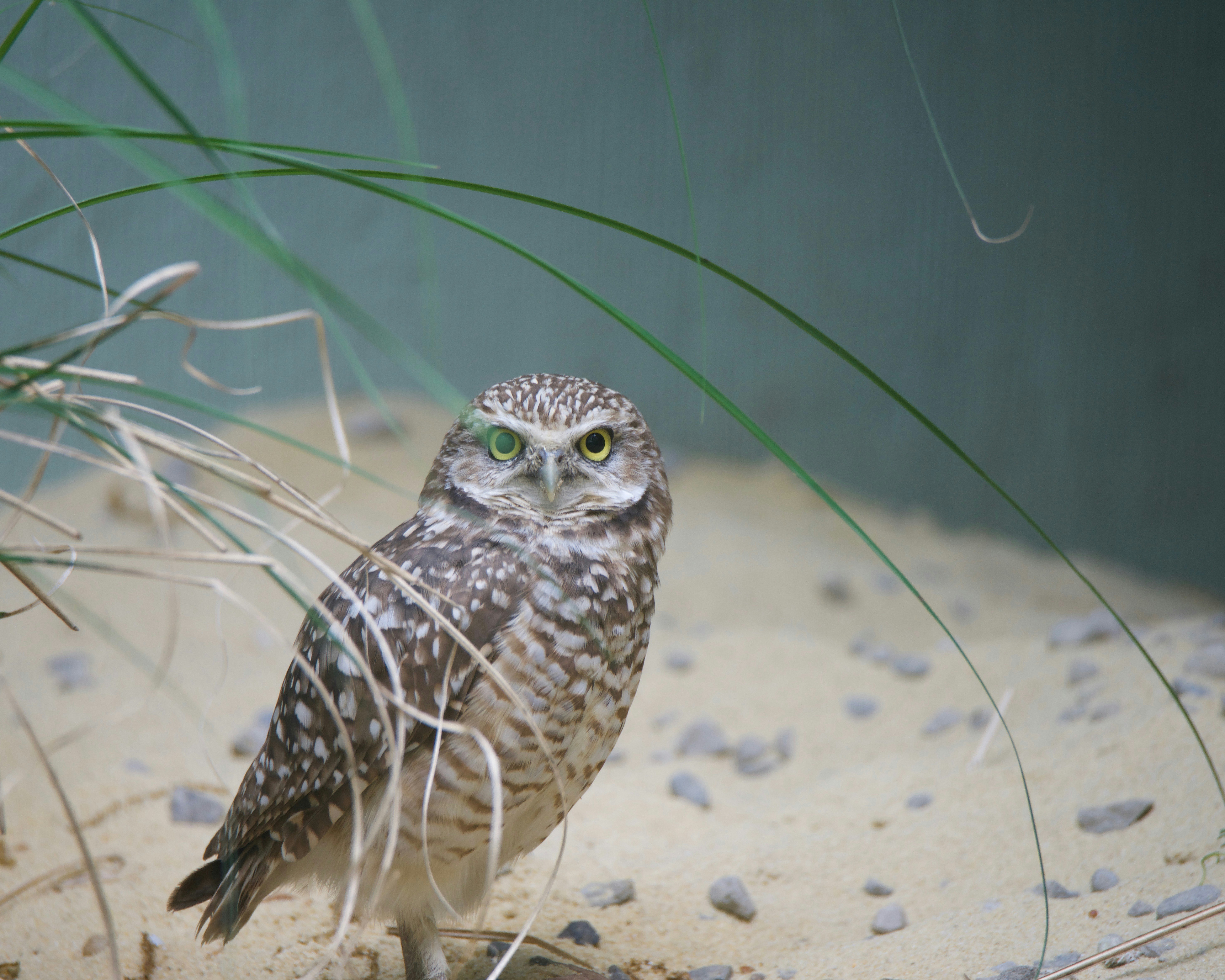 Burrowing owl perched amidst sandy terrain and sparse grass, showcasing its distinctive markings and piercing gaze.