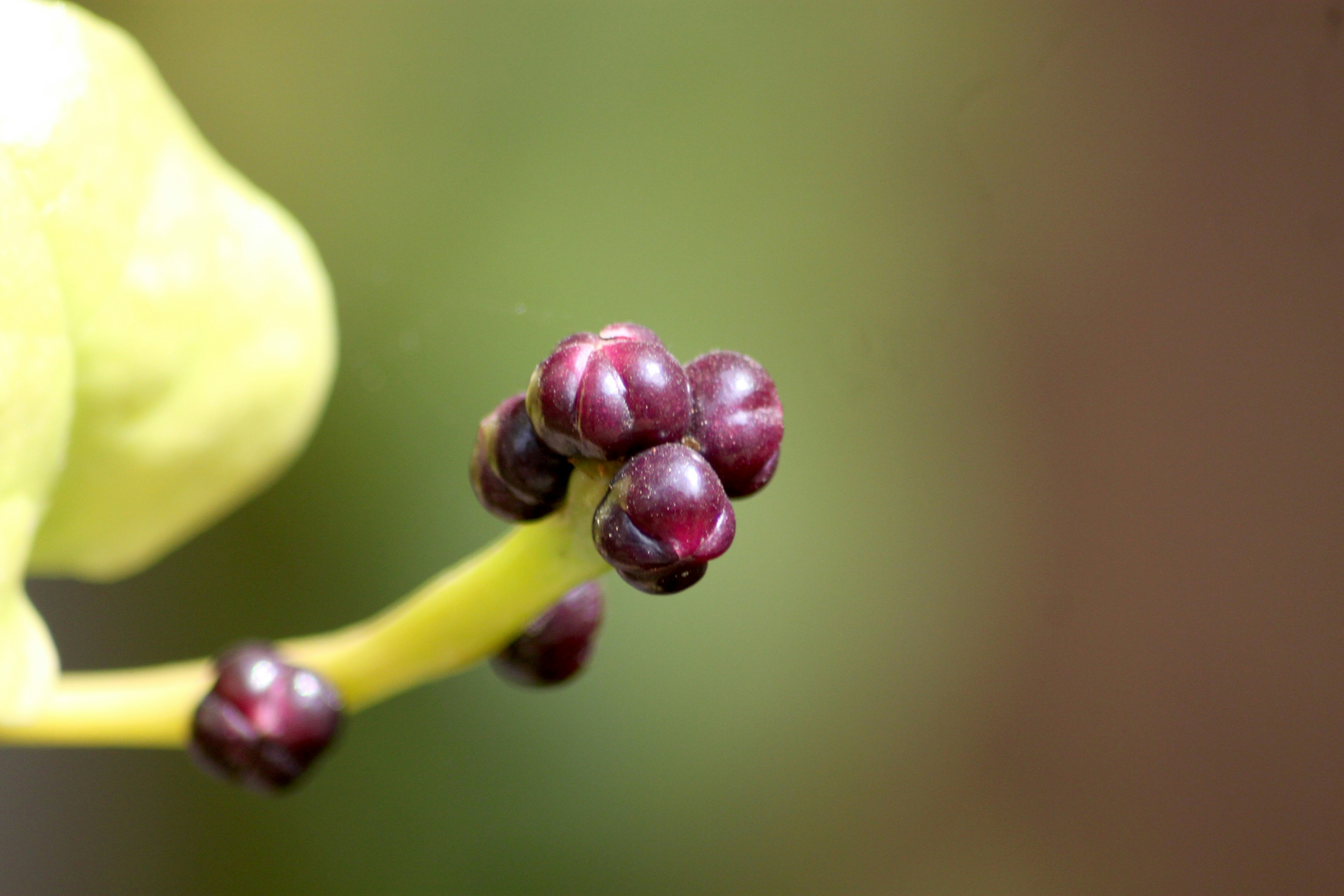 A cluster of dark purple buds on a green stem, set against a blurred background, emphasizing the buds' shape and color.