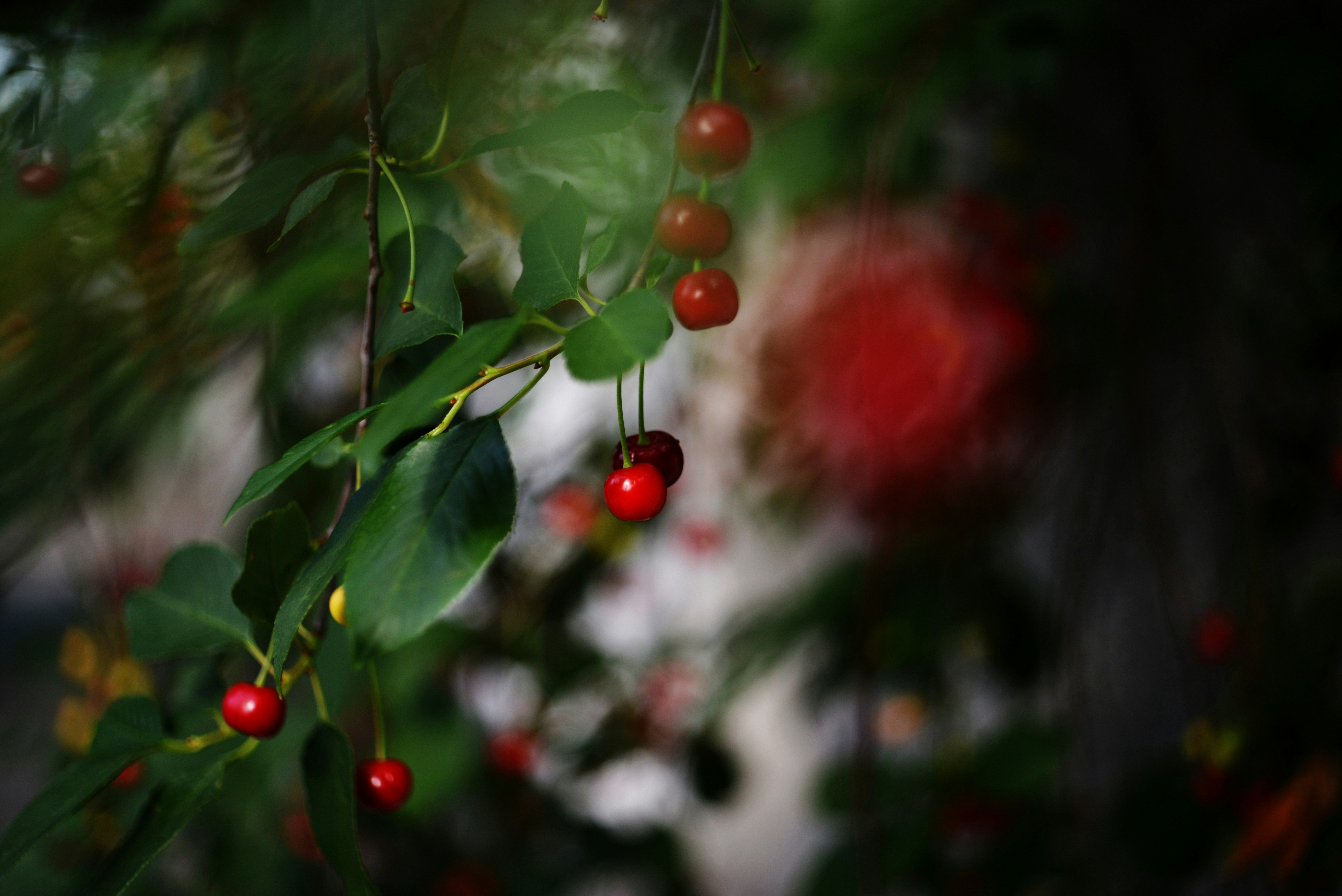 Crimson Orbs in Velvet Green