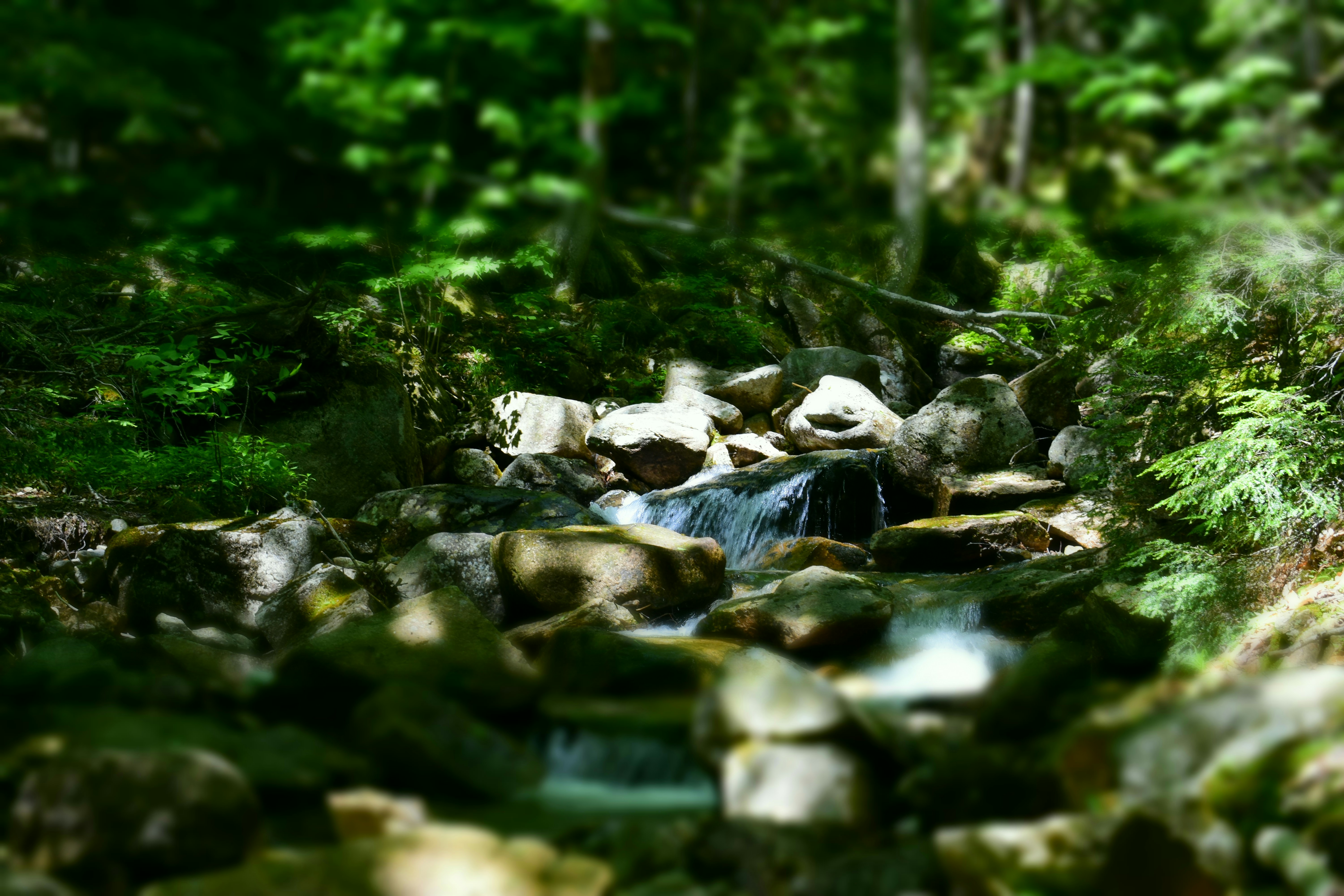 Whispers of the Forest Stream