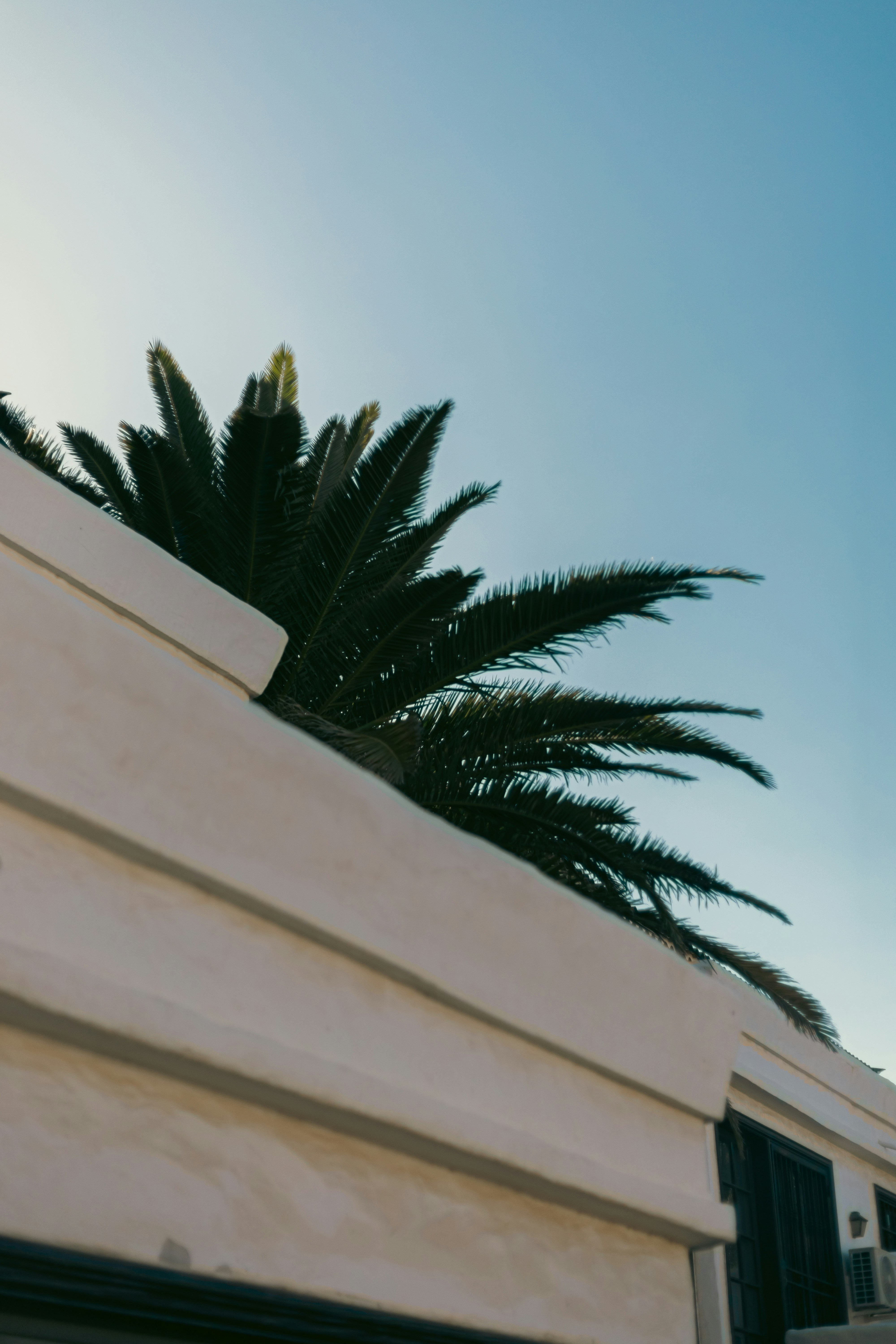 Palm Canopy Over a Clean White Terrace Under a Sunkissed Sky