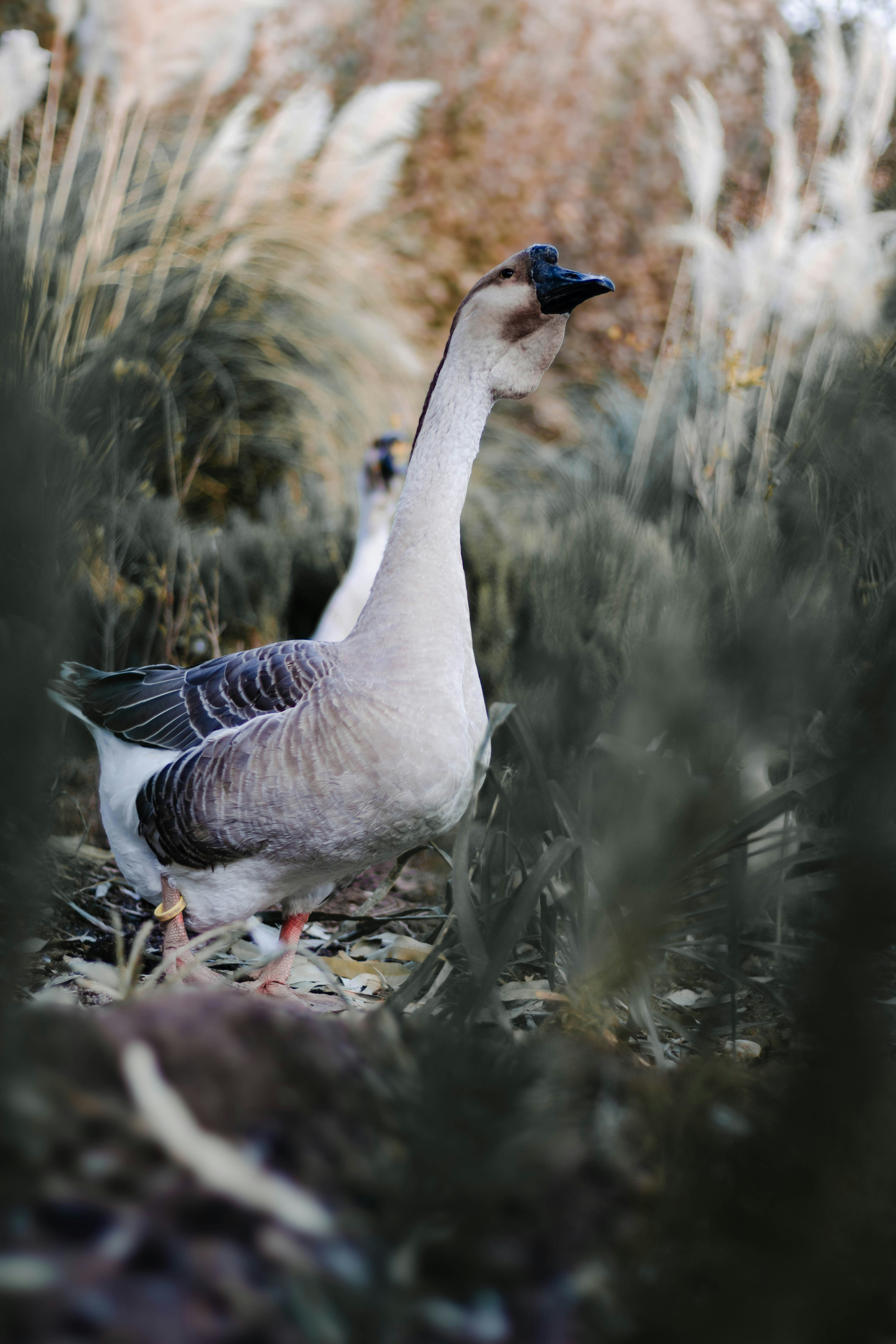Amazing Goose photography shot, secretly taken by Canon 50mm f1.8) by ItsSamRiz (Sam Riz) | A couple of birds standing on top of a grass covered field
