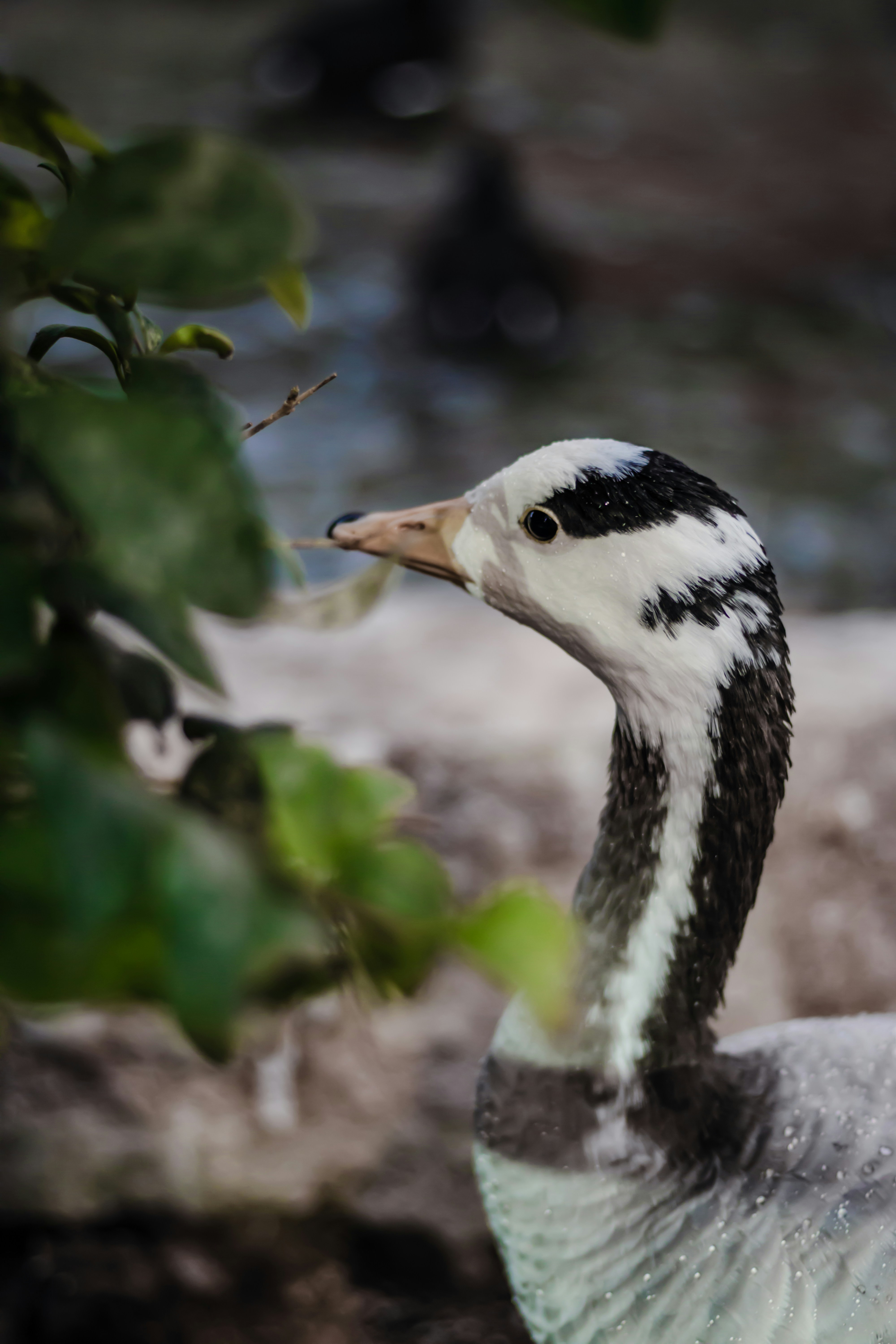Pied-Necked Silhouette: A Quiet Portrait by the Pond