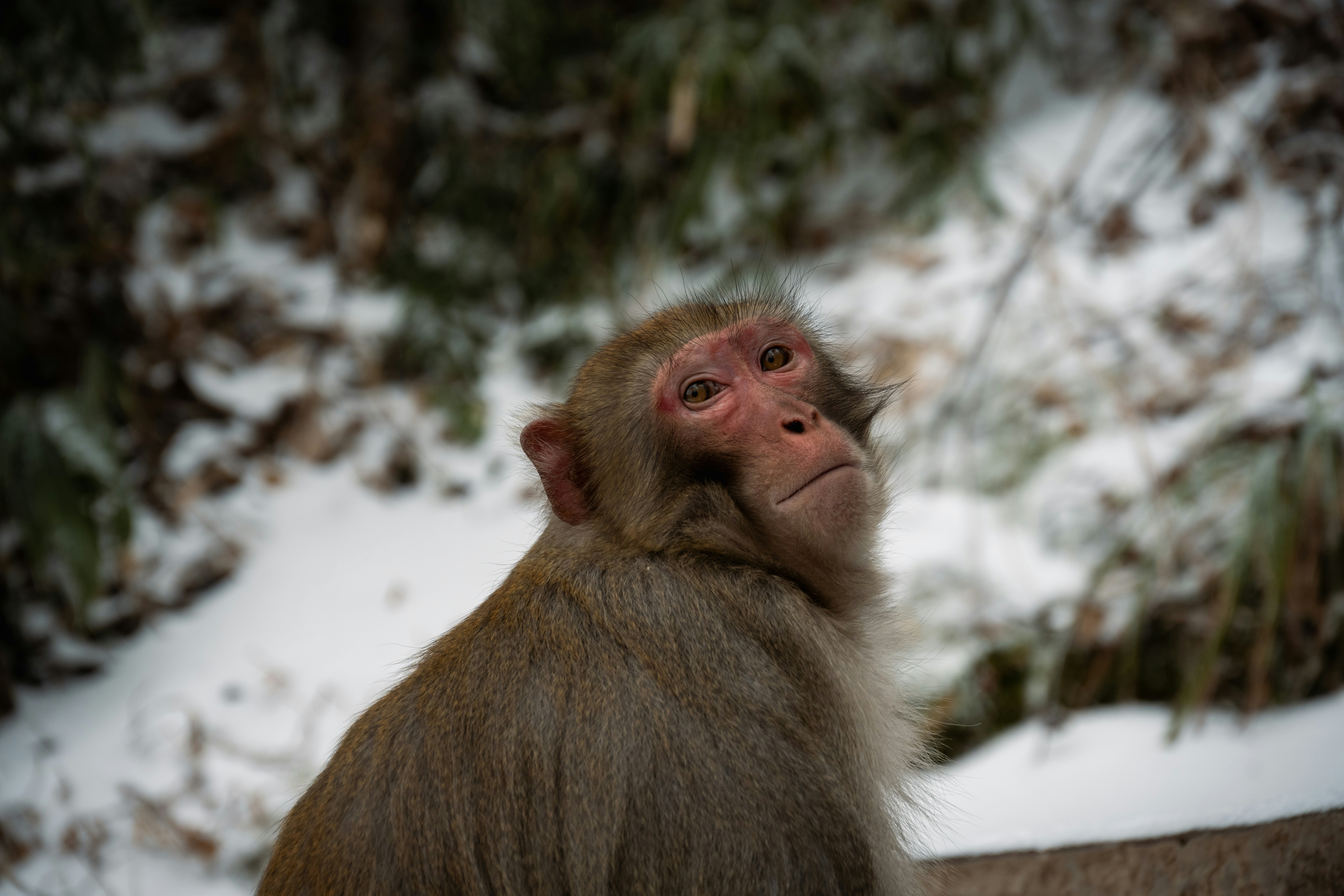 Monkey gazing upward in a snowy woodland setting.