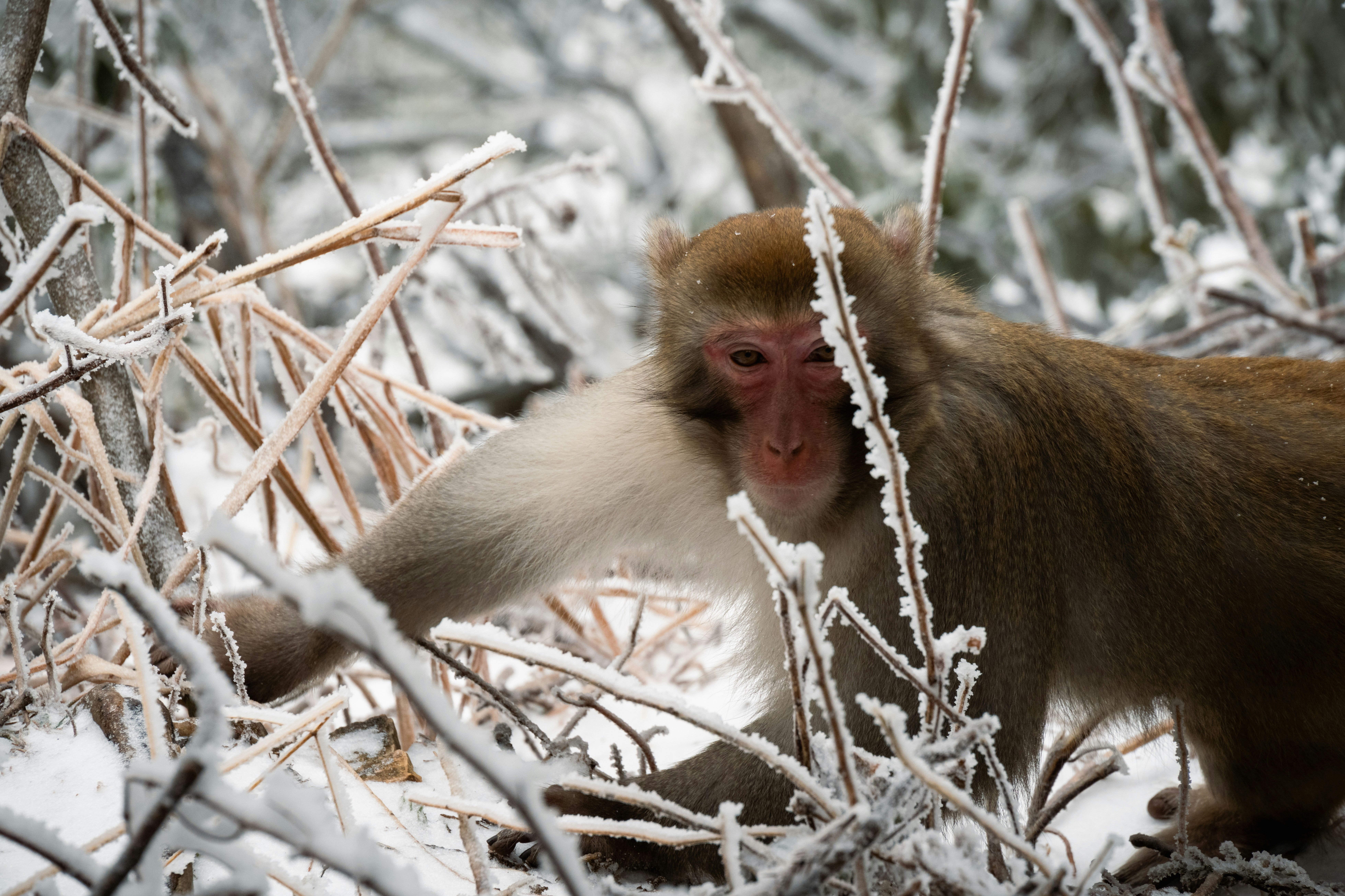 Snowbound Tomfoolery: A Proboscis Primate Amid Frosty Reeds